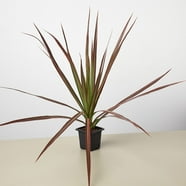 Nature's Way Farms Dracaena Marginata Magenta Live Plant (8-15 inches ...