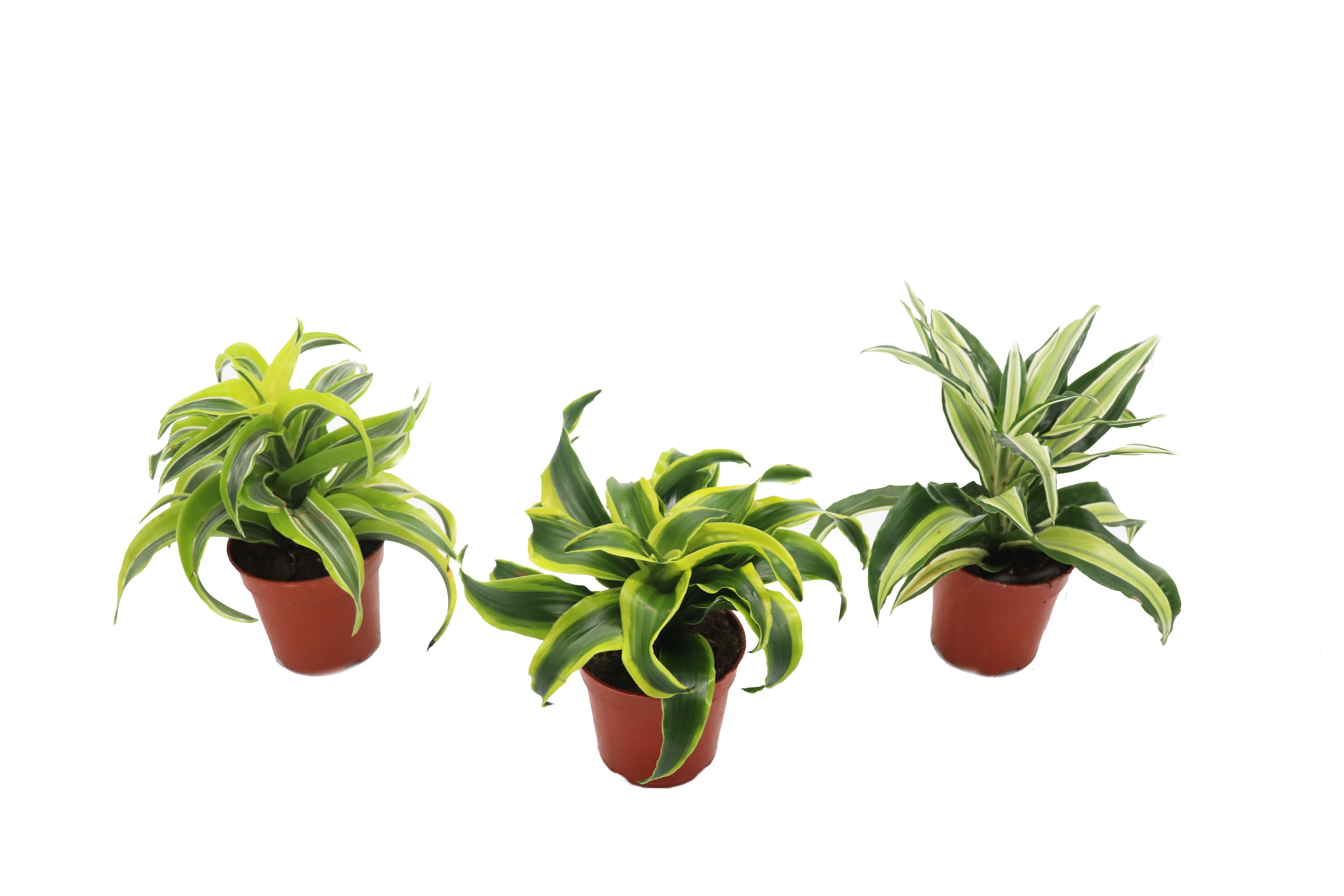 Dracaena Combo - 4'' from California Tropicals - Walmart.com