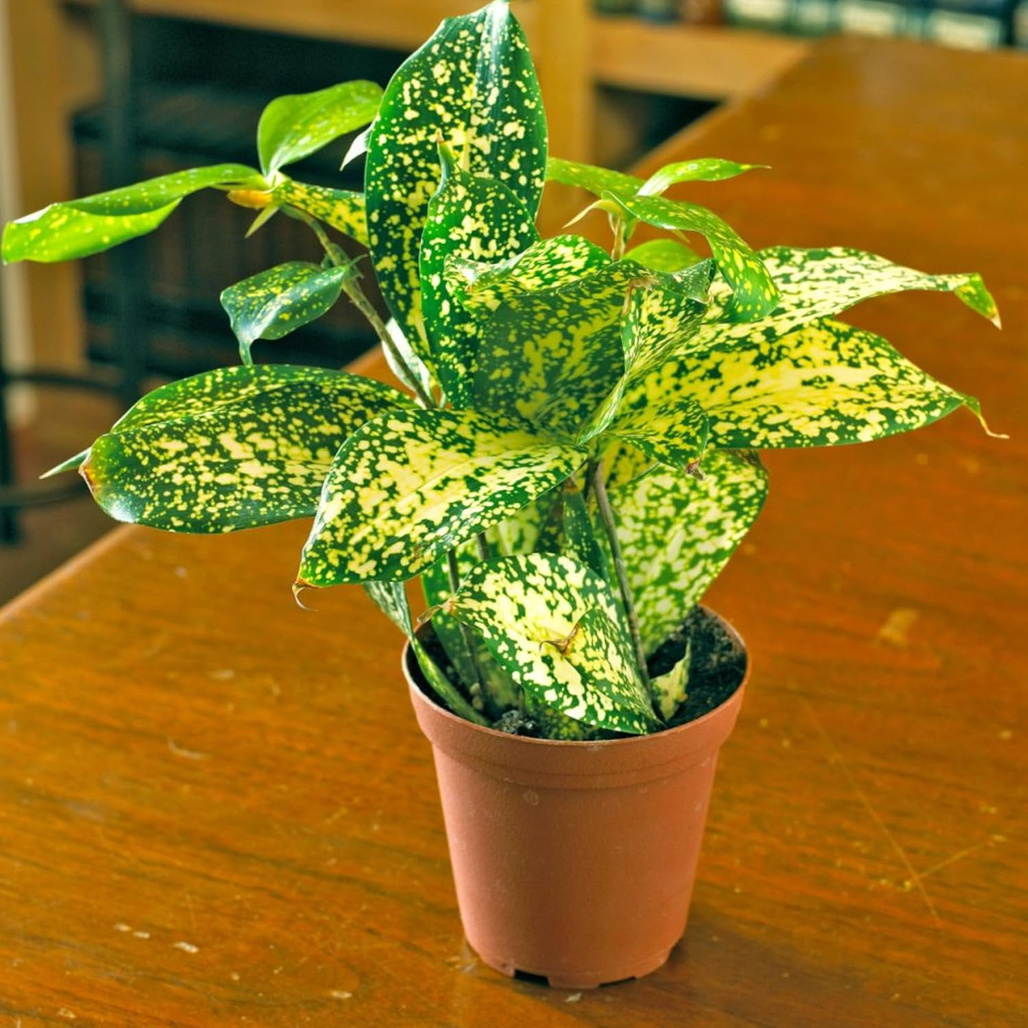 Dracaena Florida Beauty - Live Plant in a 6 Inch Growers Pot - Dracaena ...