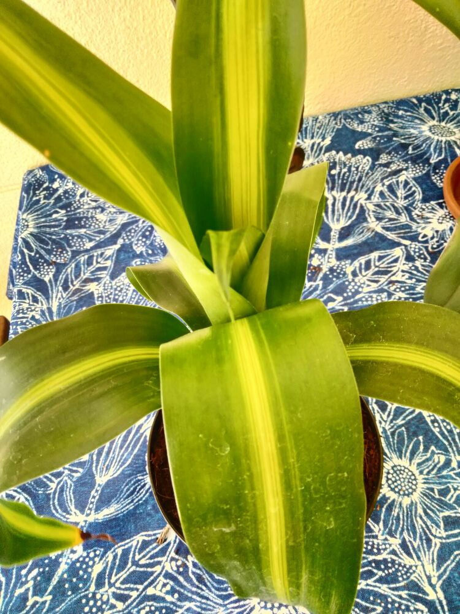 Dracaena Fragrans 'Massangeana' - Corn Plant - Walmart.com