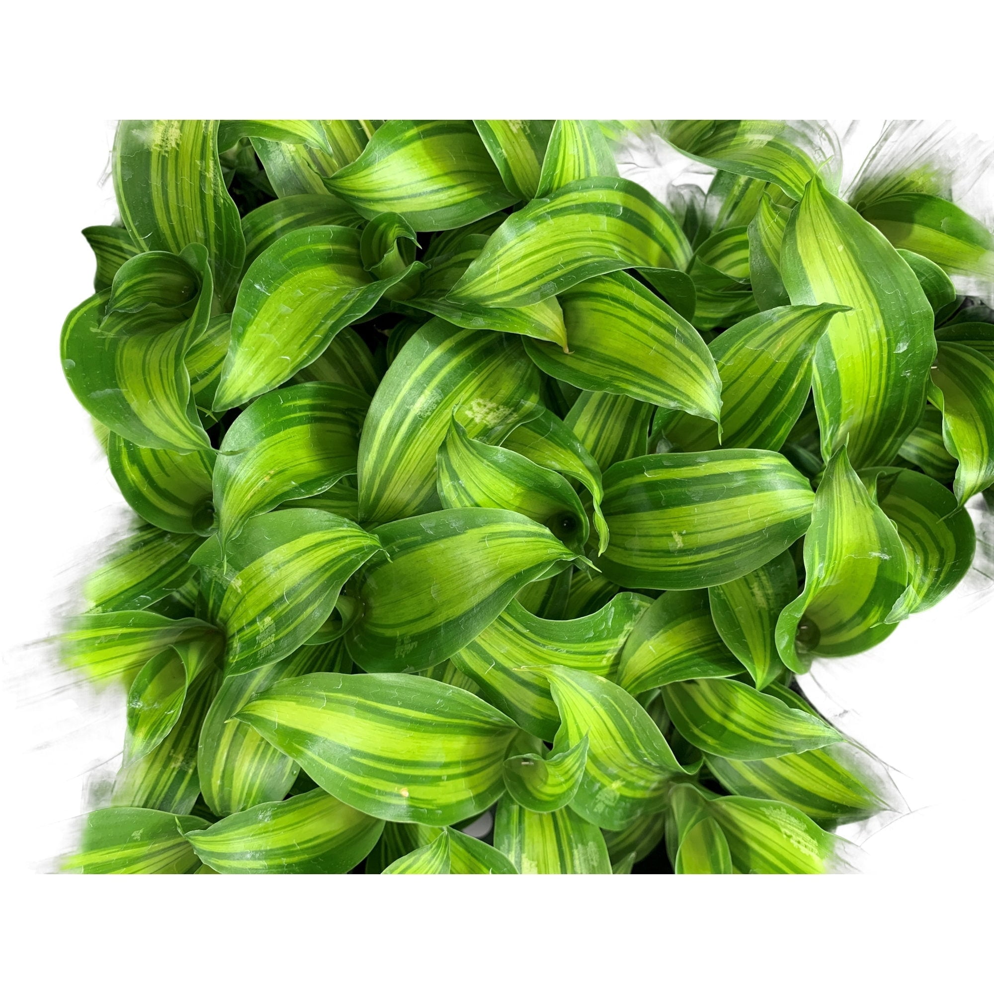 Dracaena Fragrens Marley 4" Grower Pot - Walmart.com