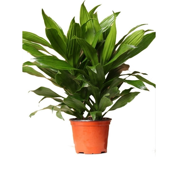 Dracaena 'Janet Craig', 6" Pot, Indoor Houseplant, Easy Care, Live ...