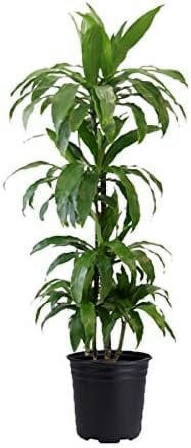 Dracaena Janet Craig Cane - Live Plant in a 10 Inch Pot - Dracaena Deremensis - Easy Care Low ...