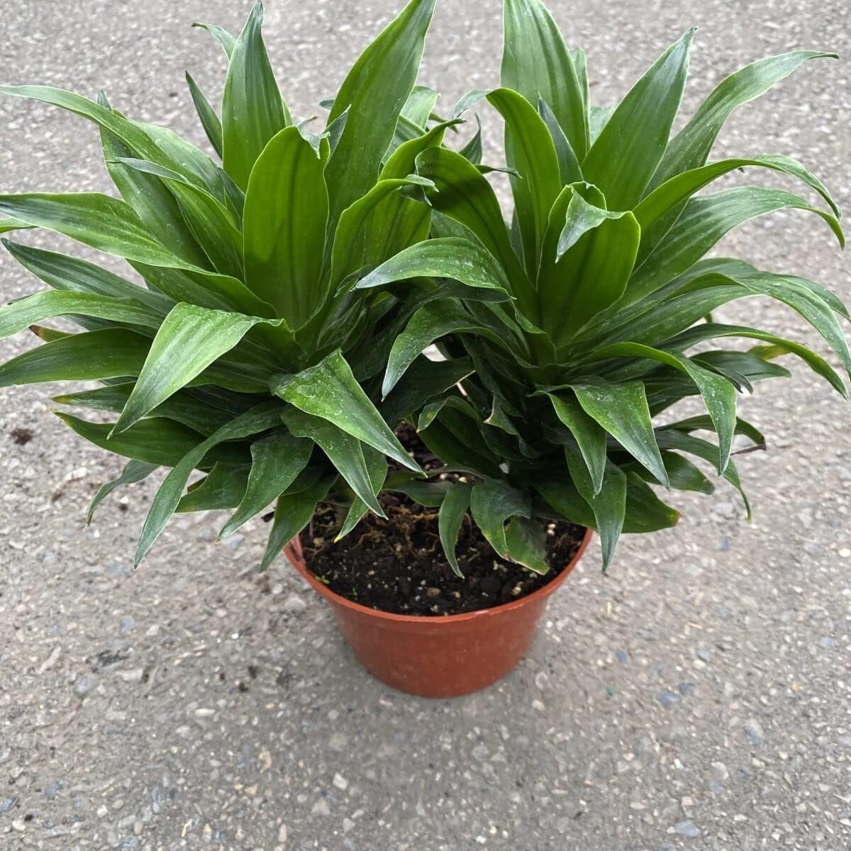 Dracaena Janet Craig Compacta - 5 Live Plants in 6 Inch Pots - Dracaena ...