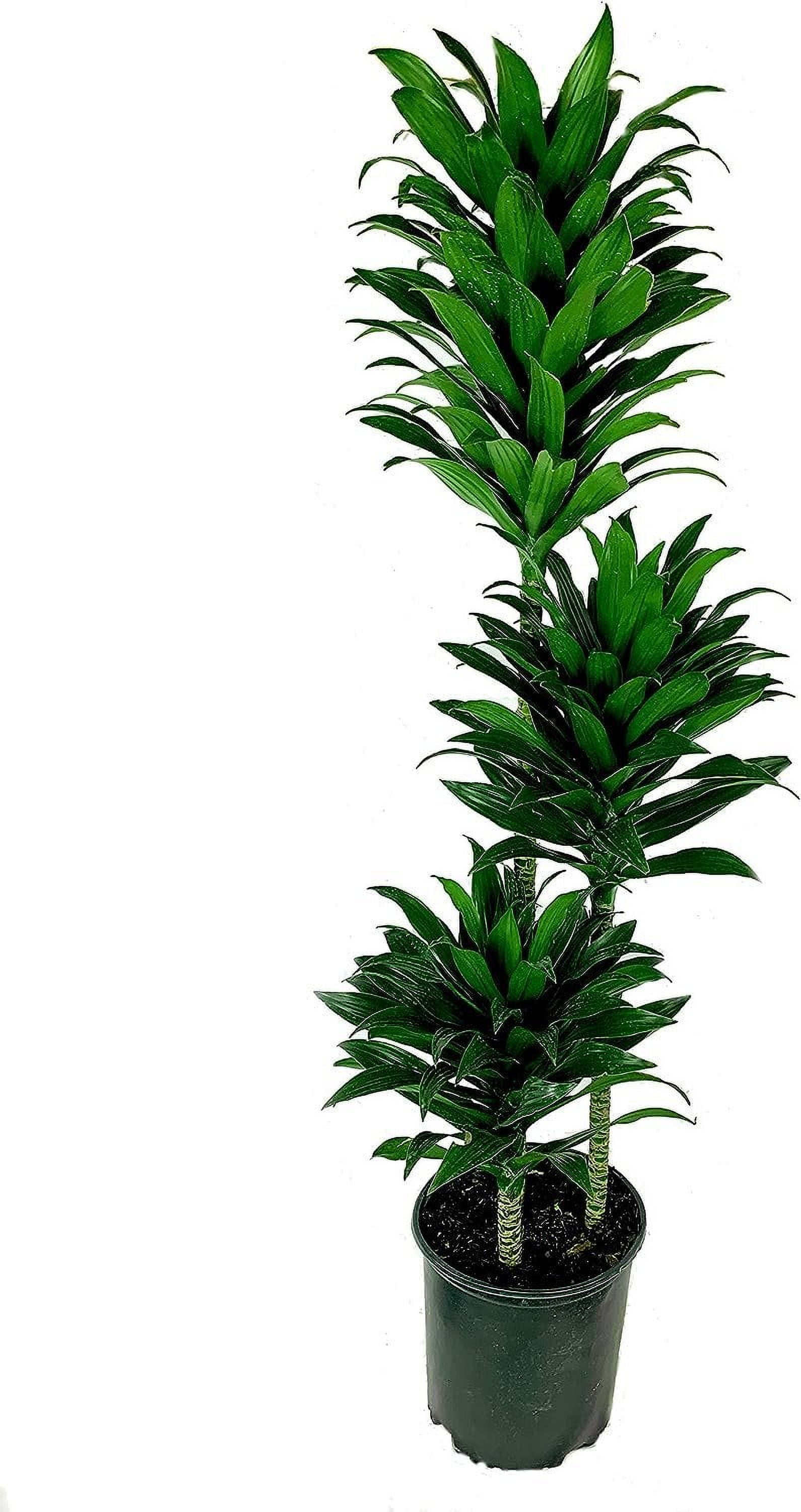 Dracaena Janet Craig Compacta Cane - Live Plant in a 10 Inch Pot ...