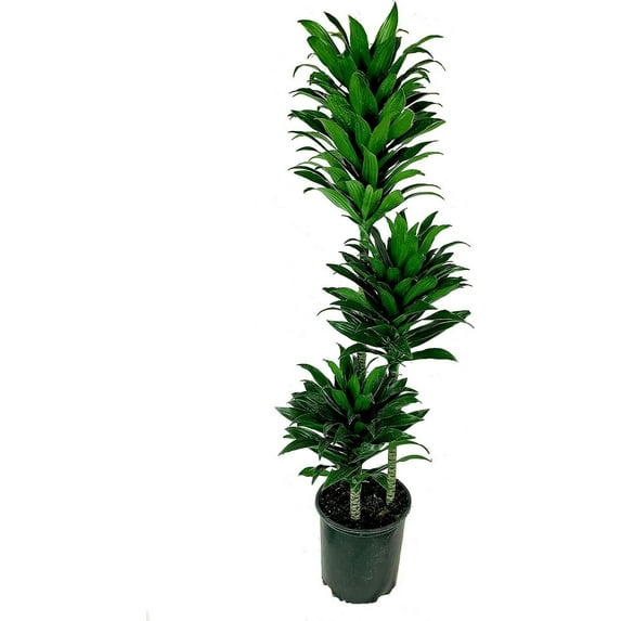 Dracaena Janet Craig Compacta Cane - Live Plant in a 10 Inch Pot ...