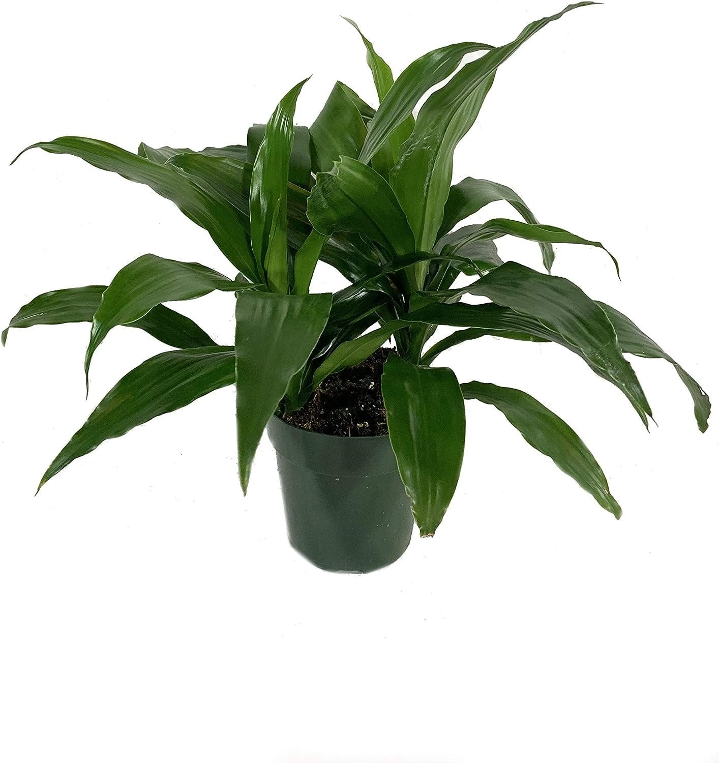 Dracaena Janet Craig - Live Plant in a 6 Inch Pot - Dracaena Deremensis ...