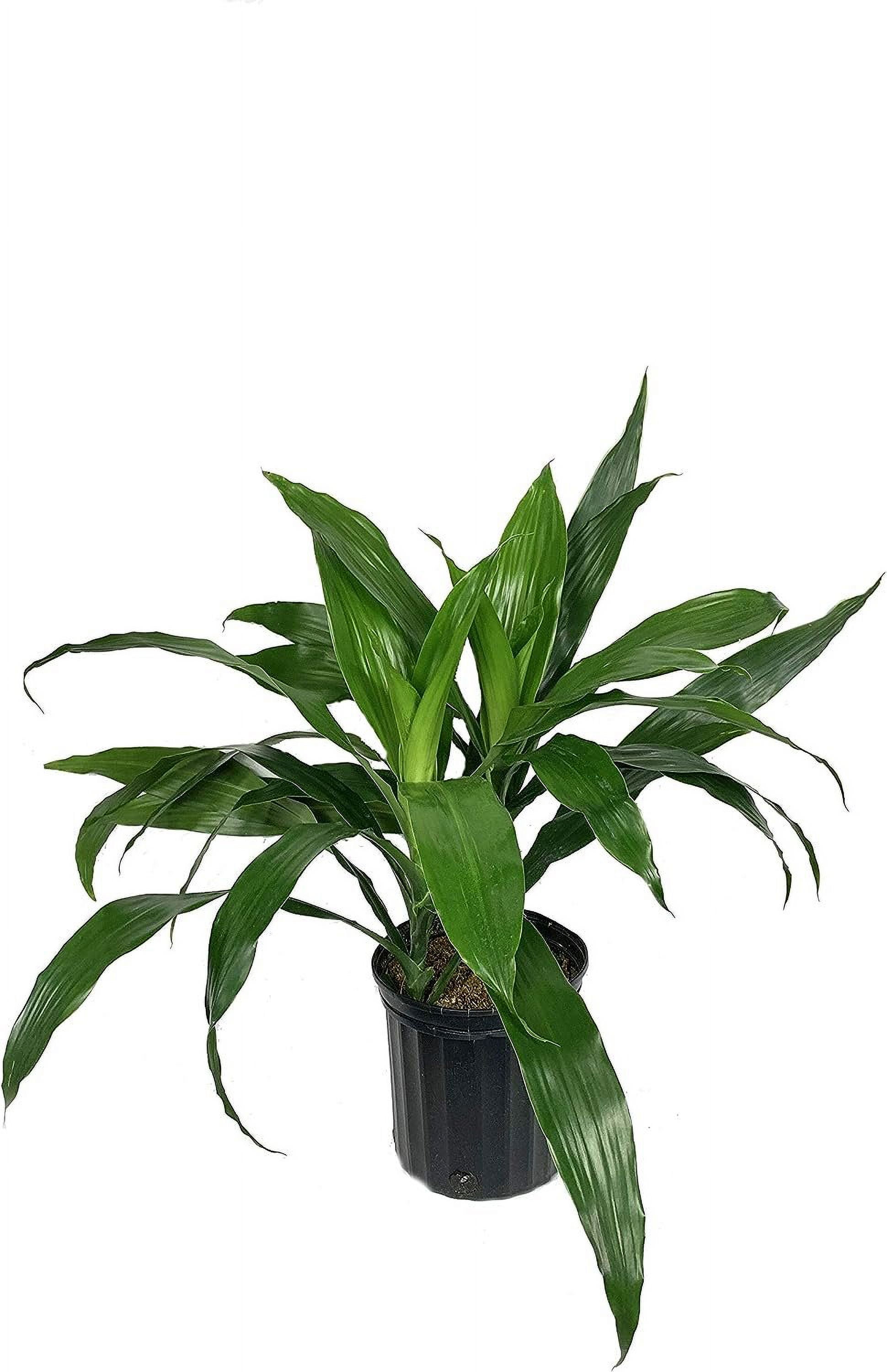 Dracaena Janet Craig - Live Plant in a 8 Inch Pot - Dracaena Deremensis ...