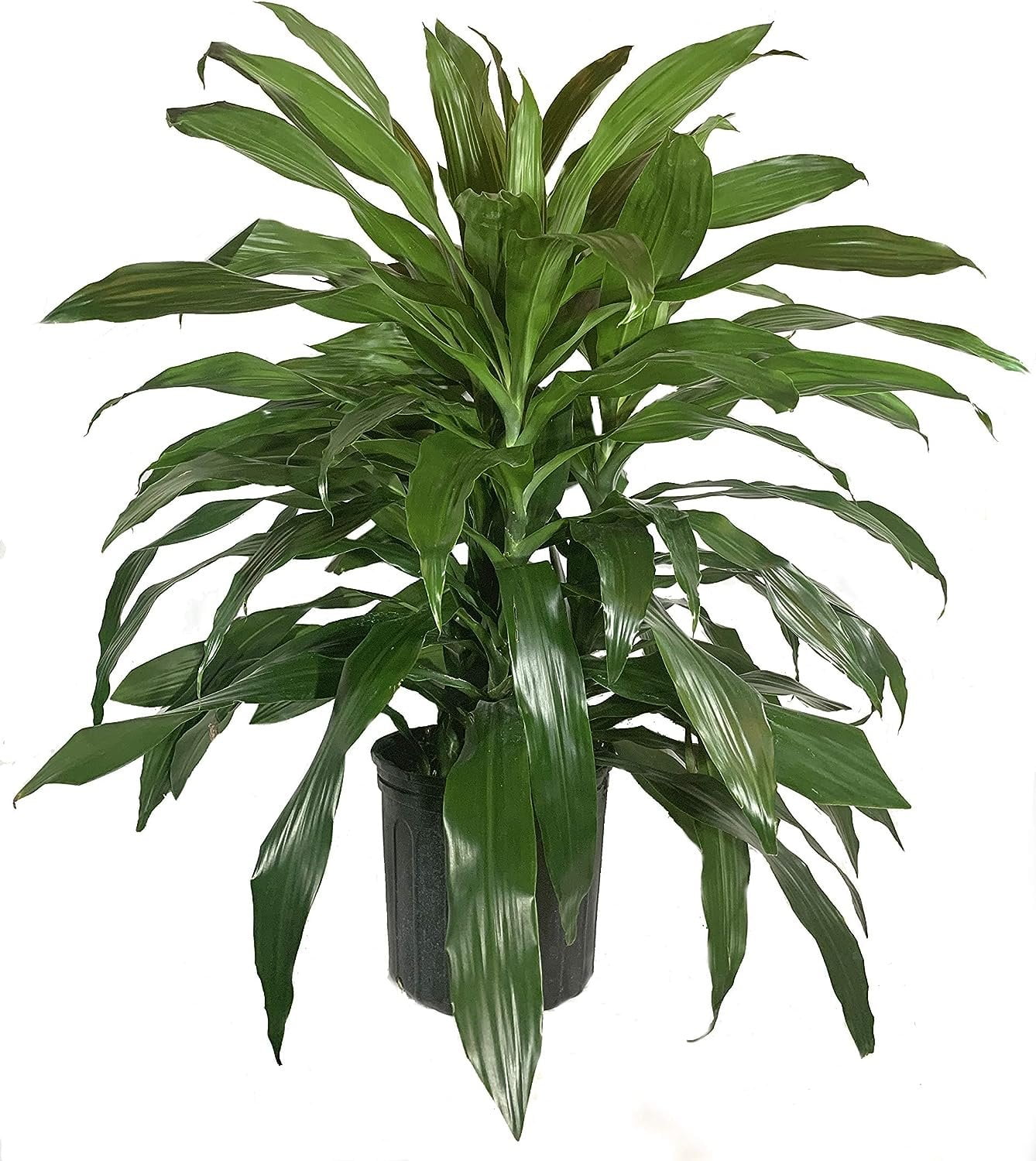 Wekiva Foliage Dracaena Janet Craig, Indoor Air Purifying Houseplant ...
