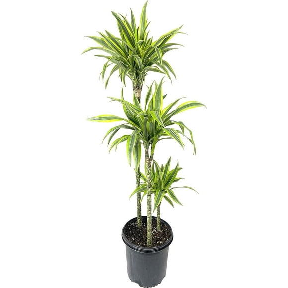 Dracaena Cane