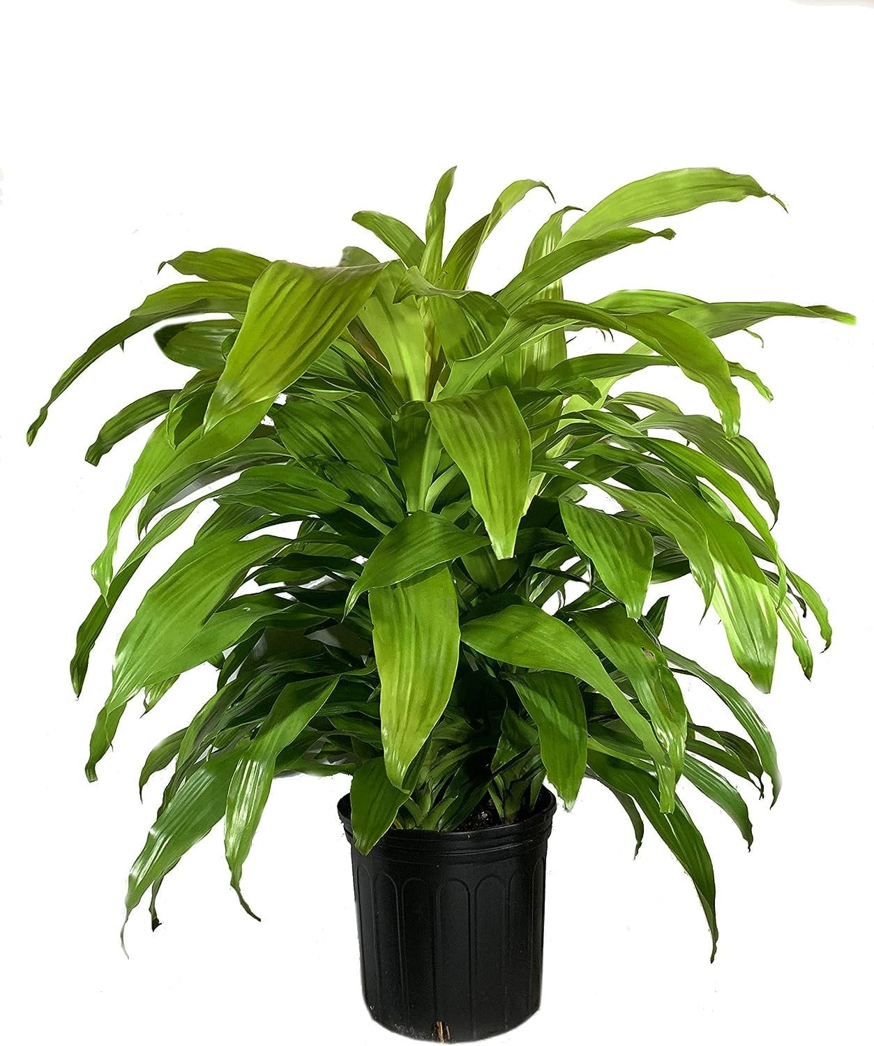 Dracaena Lime Light - Live Plant in an 10 Inch Growers Pot - Dracaena ...
