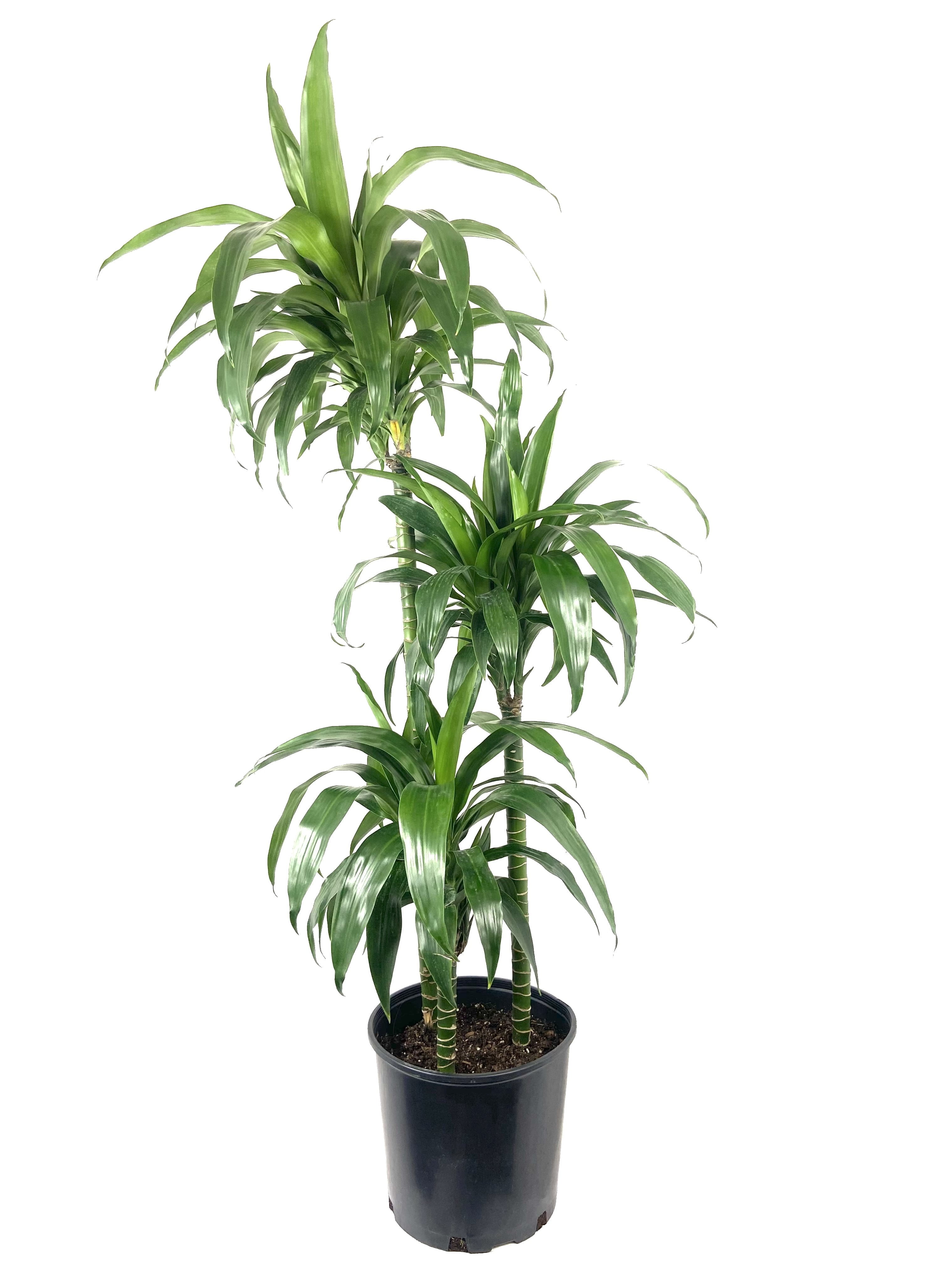 Dracaena Deremensis