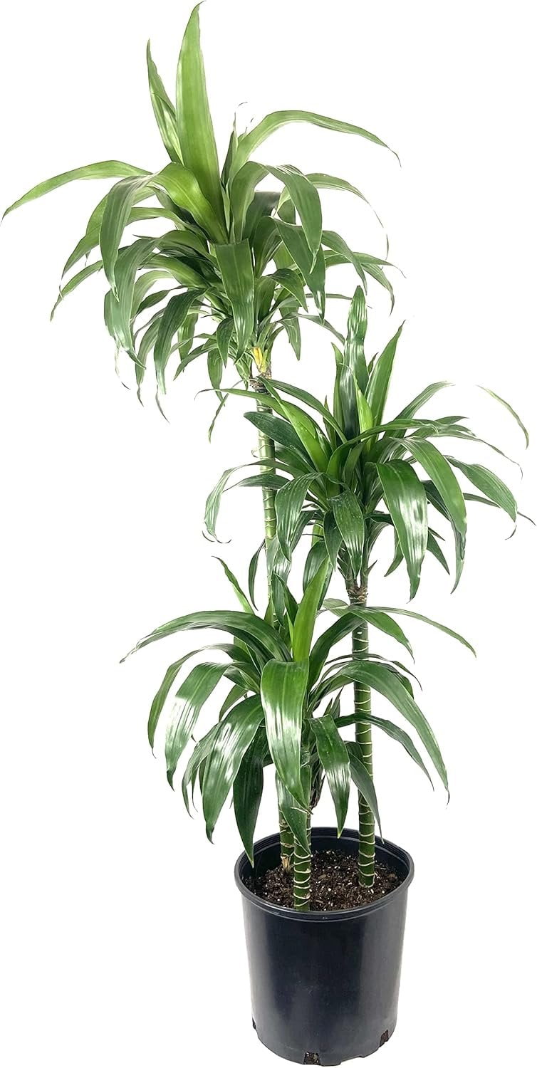 Dracaena Lisa Elegance Cane - Live Plant in a 10 inch Pot - Dracaena ...
