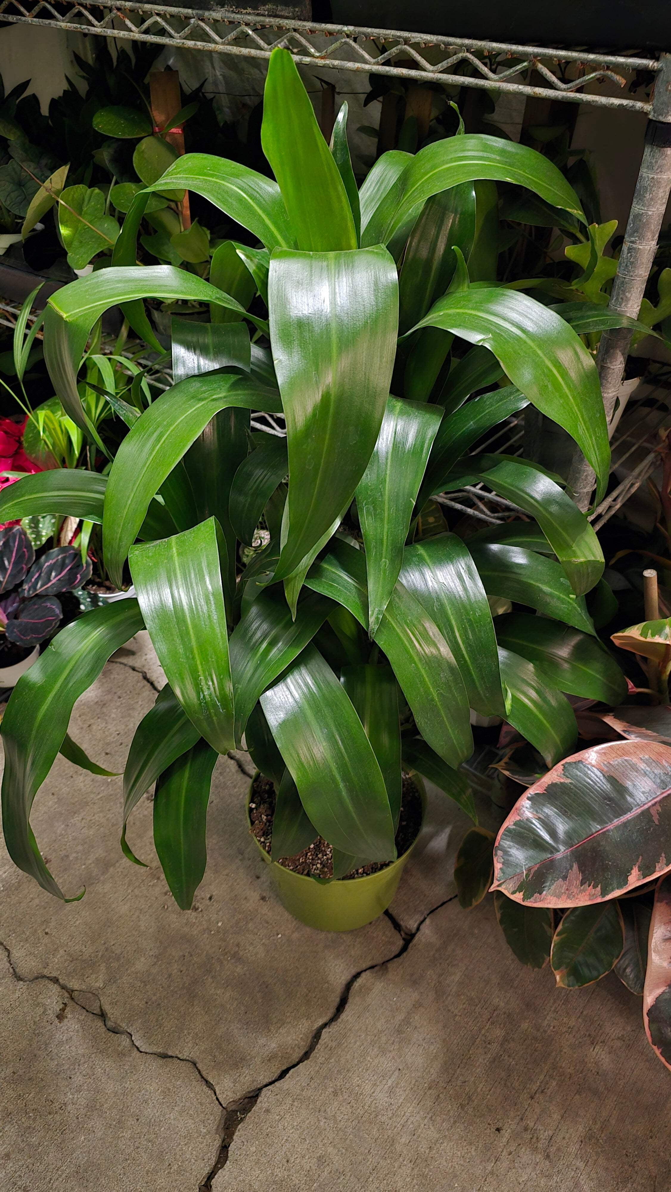 Dracaena Lisa Fragans Green on 8 inch pot, Get similar - Walmart.com