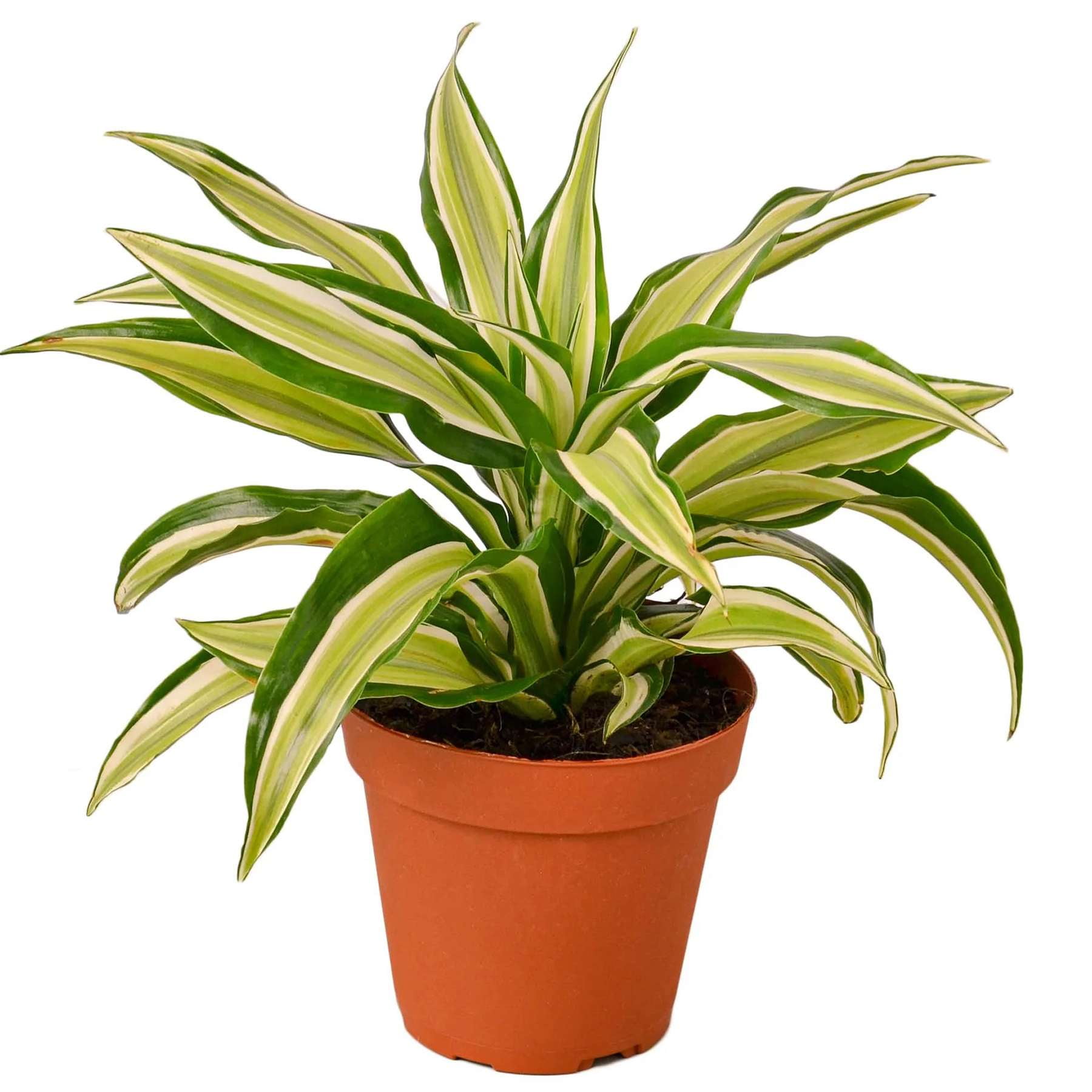 Dracaena Malaika Live Plant for Indoor | Different Houseplants in 4 ...