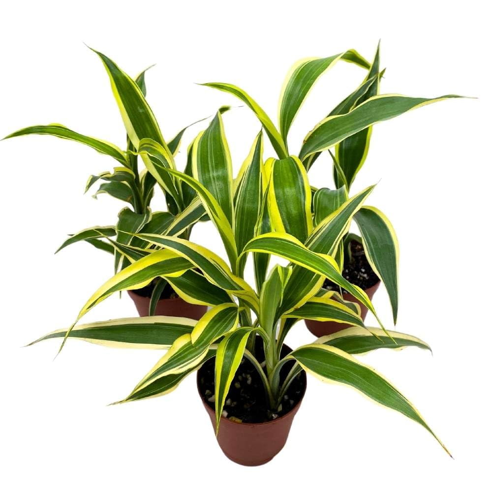 Dracaena deremensis Variegated Corn Plant Lemon Lime Fragans 2 inch Set of 3, Tiny Mini Pixie ...