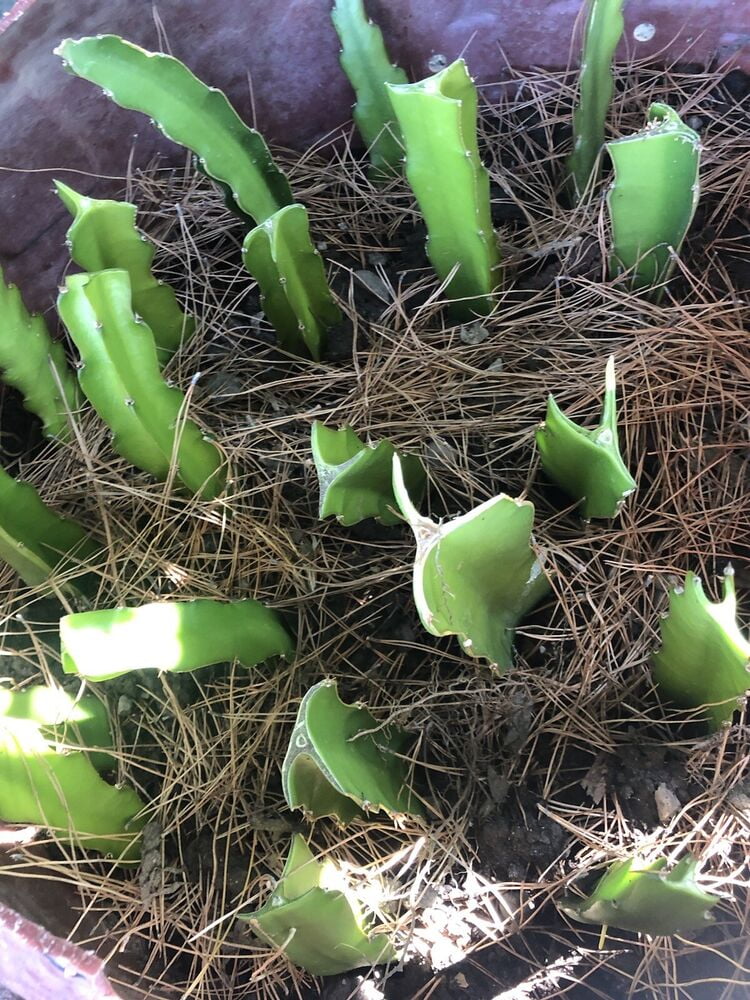 Dragon Fruit Cutting 2 White Pitaya Cactus Bare Root Ready To Plant ...