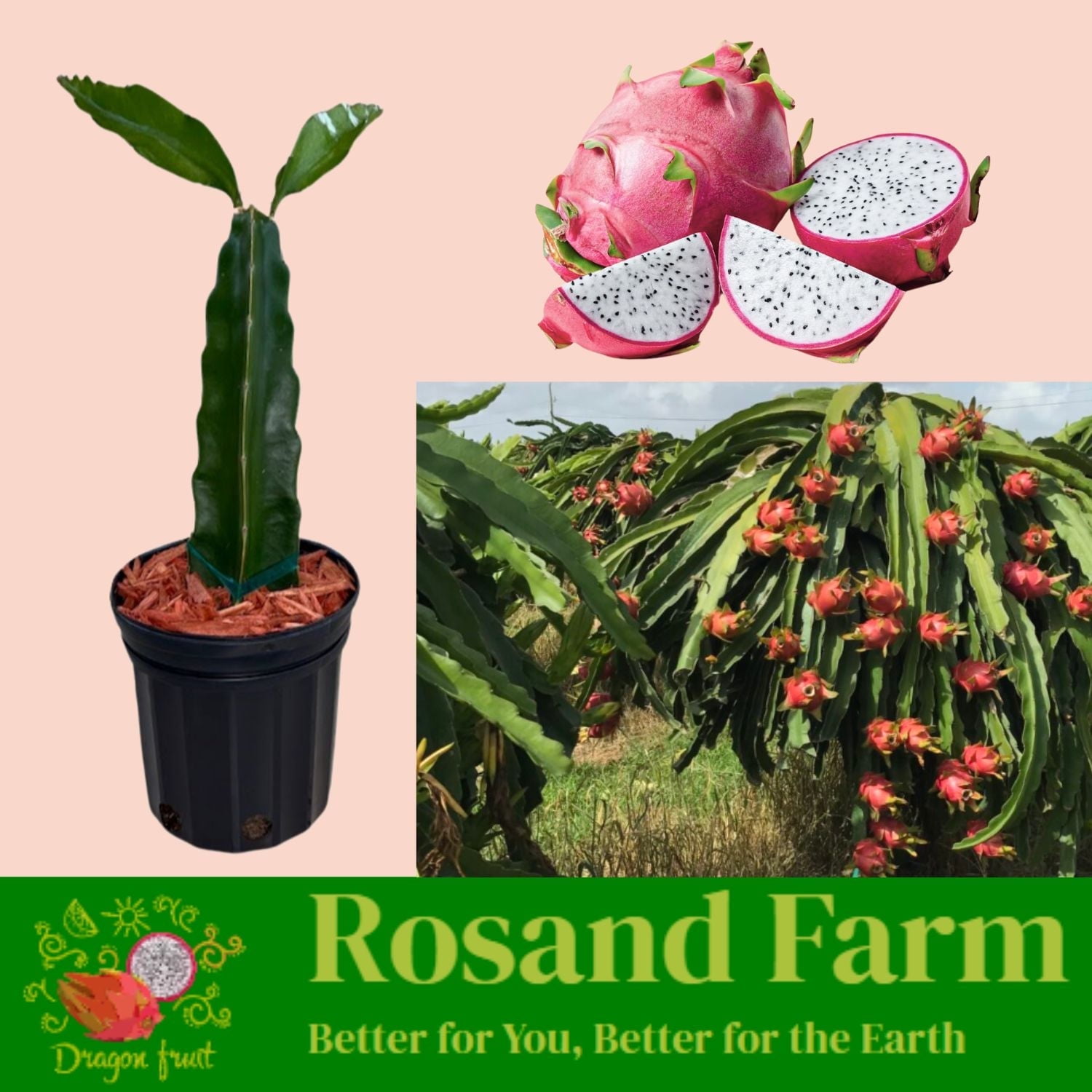 Dragon Fruit Plant (Pitaya) 8" to 12" Exotic Fruit, Easy to Grow, Perfect for Home Gardens ...