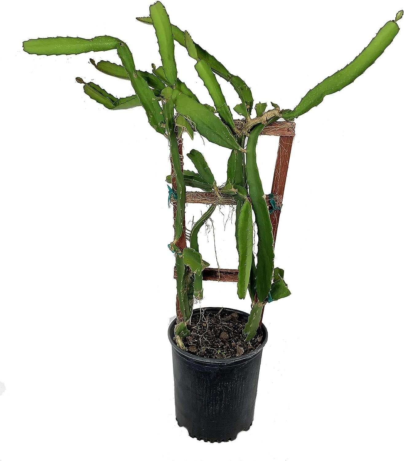 Dragon Fruit Tree On a Trellis - Live Plant in a 3 Gallon Pot ...