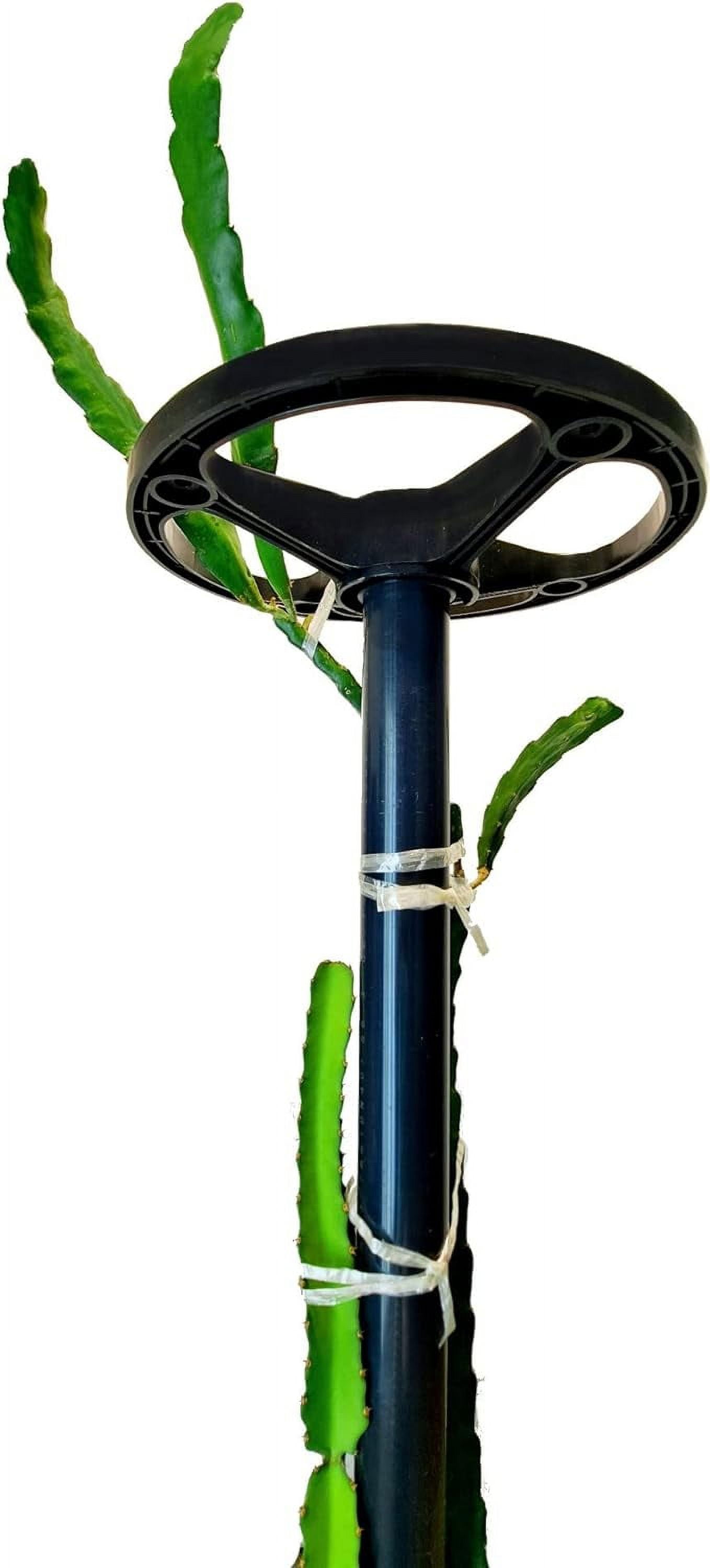 Dragon Fruit Trellis Tower Plant Cage Cactus Climbing Support (60-inch ...