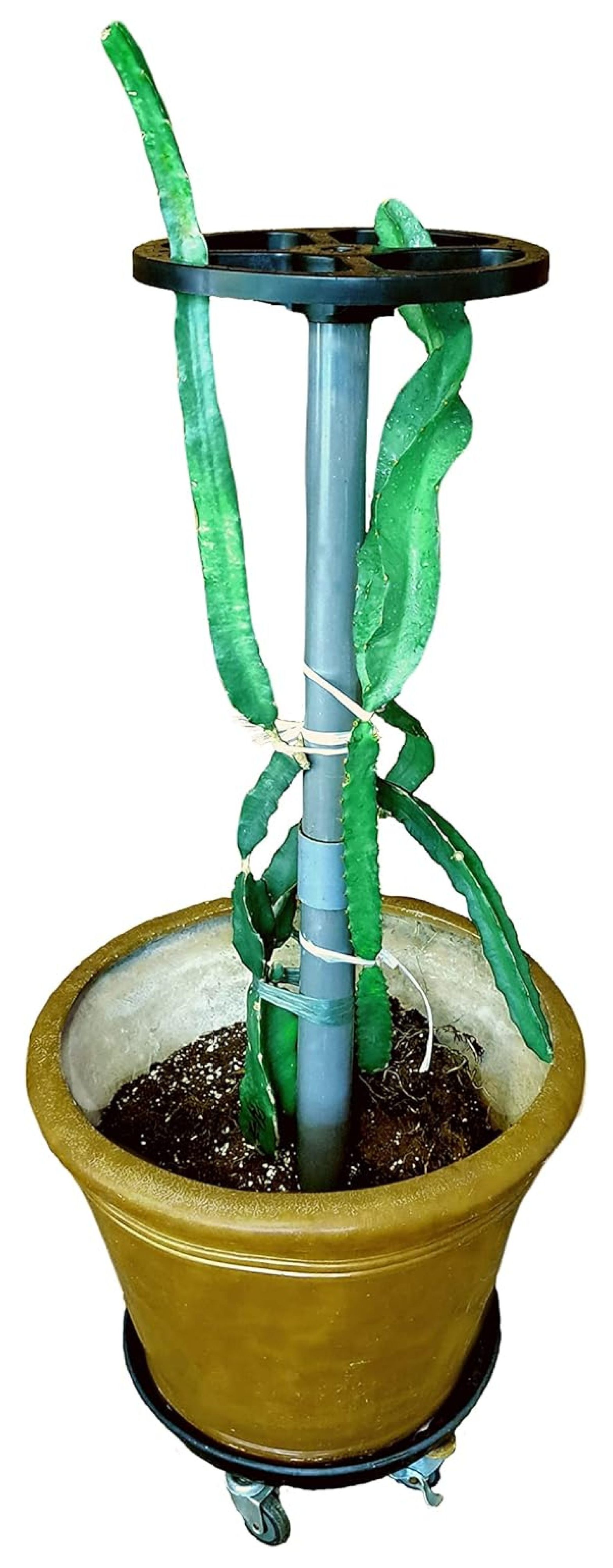 Dragon Fruit Trellis Tower Plant Cage Cactus Climbing Support (60-inch ...