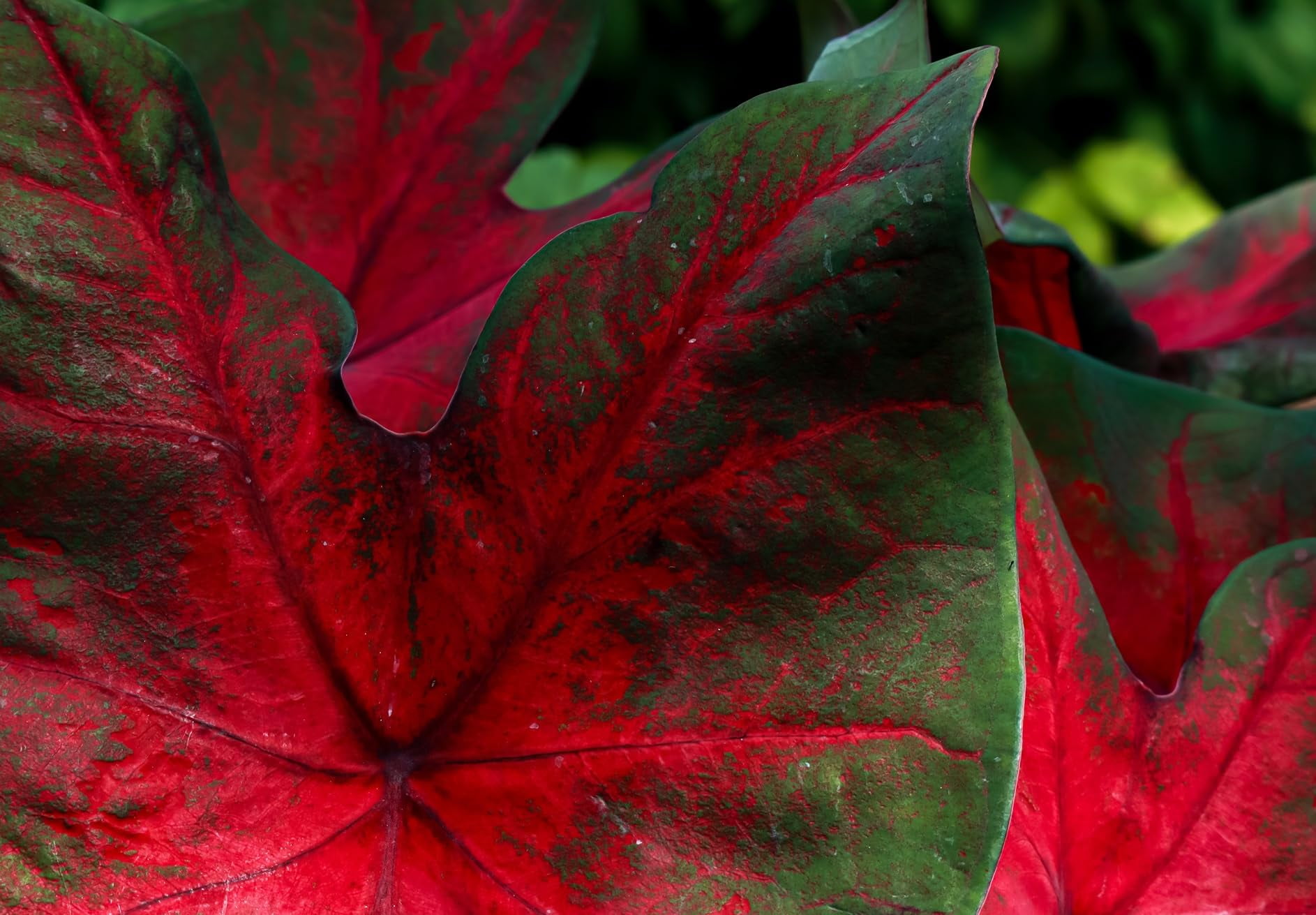 Dragon Heart Caladium Bulbs for Planting - Perennial Hosta, Elephant ...