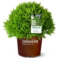 Southern Living Dragon Prince Cryptomeria Live Shrub in 2-Gallon Grower Pot - Walmart.com