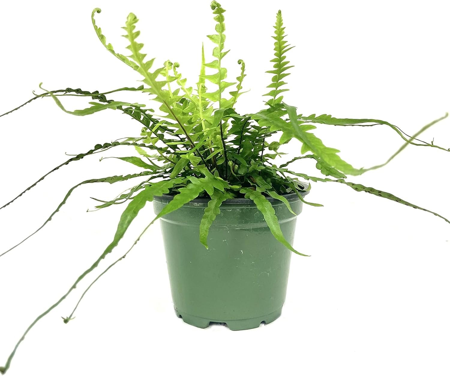 Dragon Tail Fern - Live Plant in a 4 Inch Pot - Asplenium Ebinoides ...