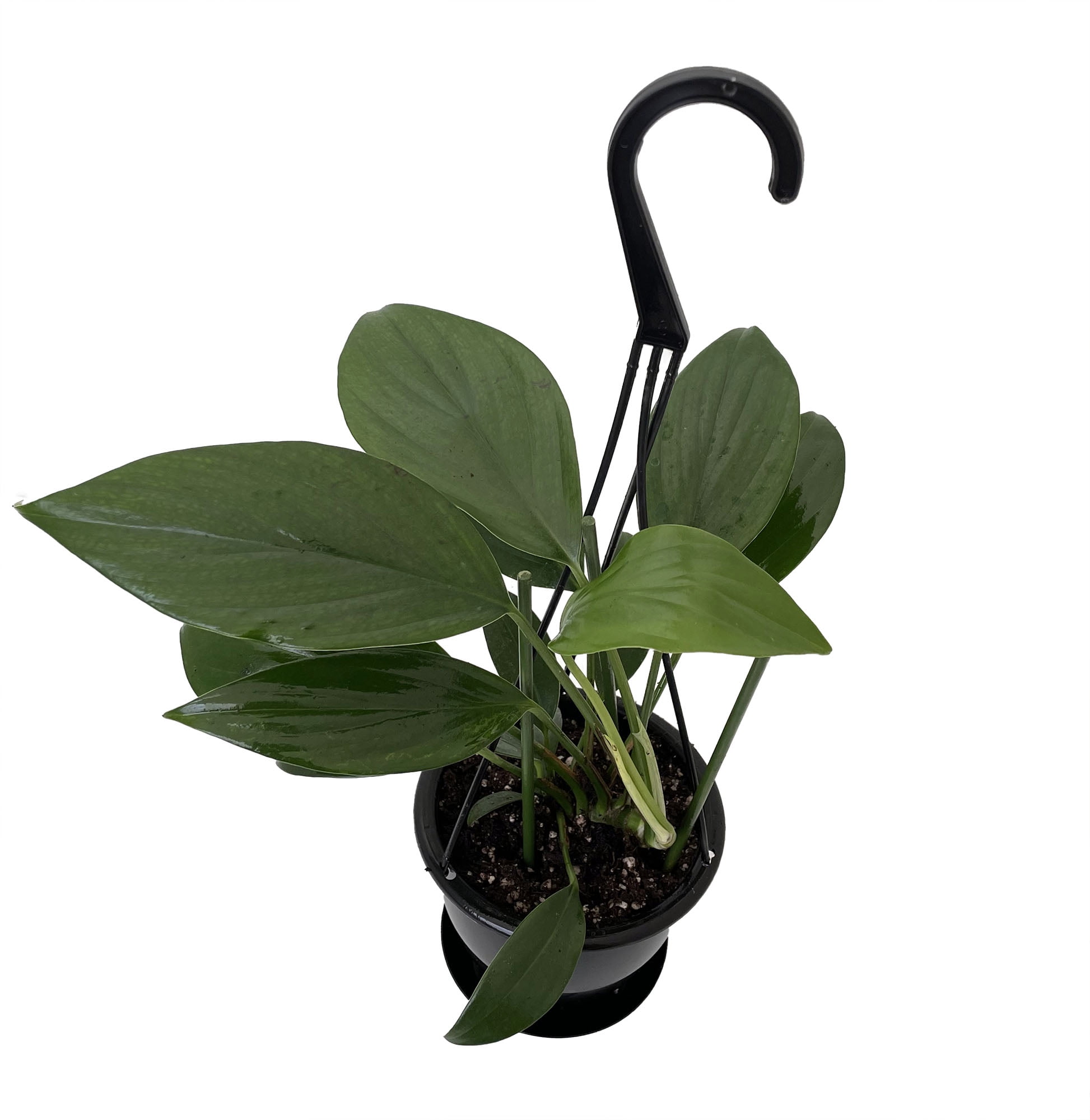 Dragon Tail Philodendron - Live Indoor Houseplant - Rhaphidophora ...