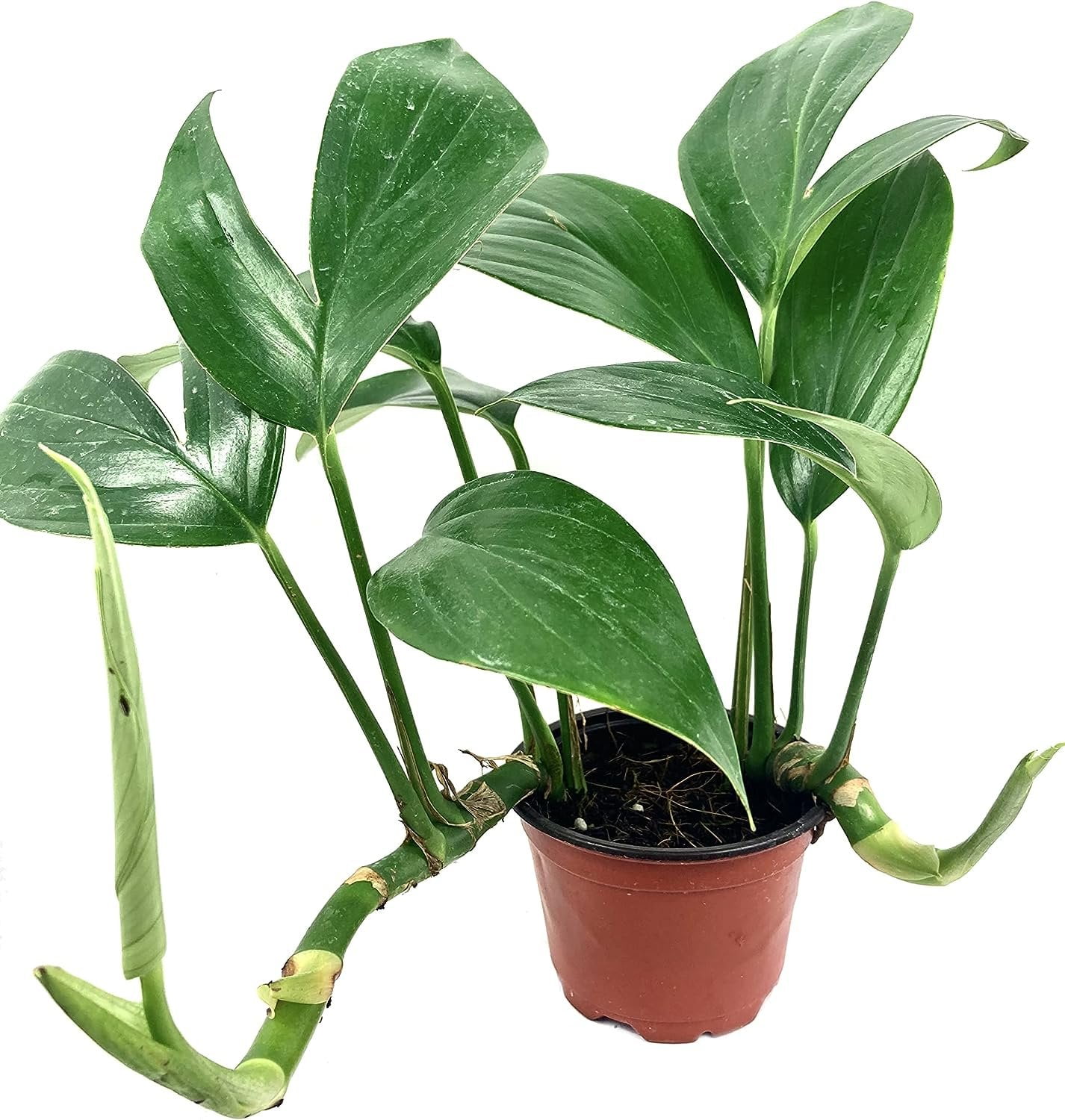 Dragon Tail Plant - Live Plant in a 4 Inch Pot - Rhaphidophora ...