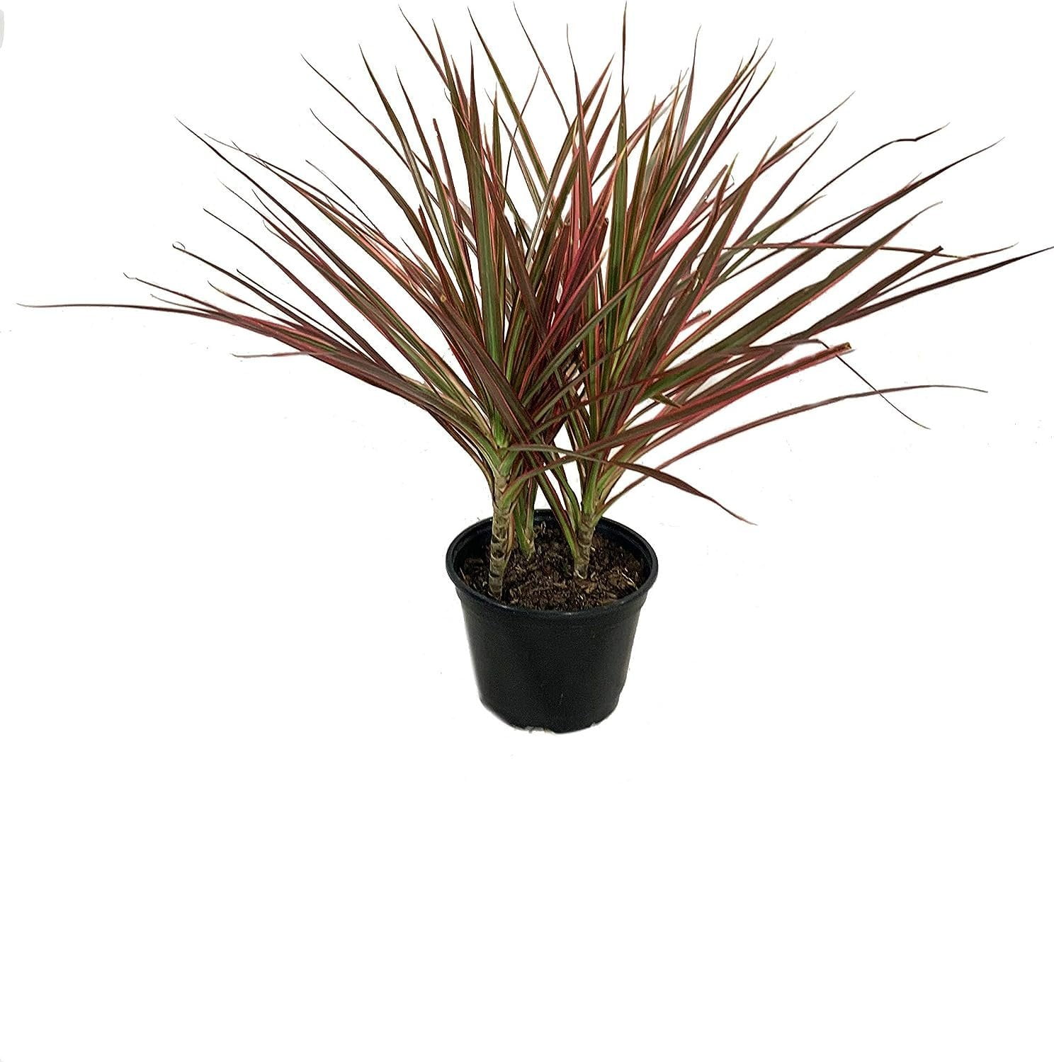 Dragon Tree - 5 Live Plants in 6 Inch Pots - Dracaena Marginata ...