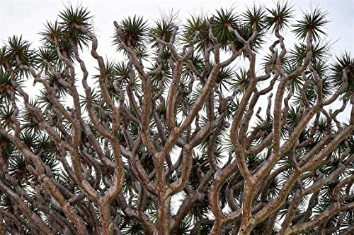 Dragon Tree Seeds to Grow - 10 Seeds - Dracaena Draco Seeds for ...