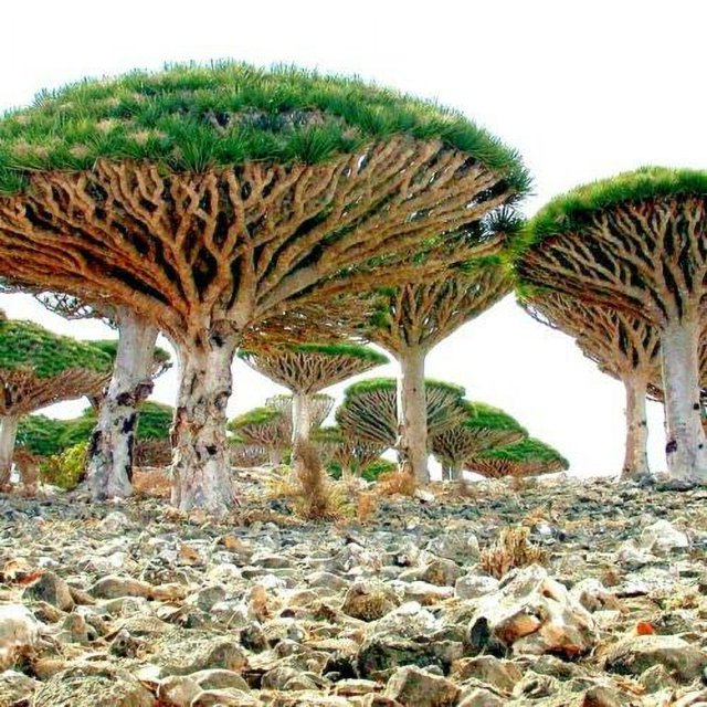 Dragon Tree Seeds to Grow - 10 Seeds - Dracaena Draco Seeds for ...