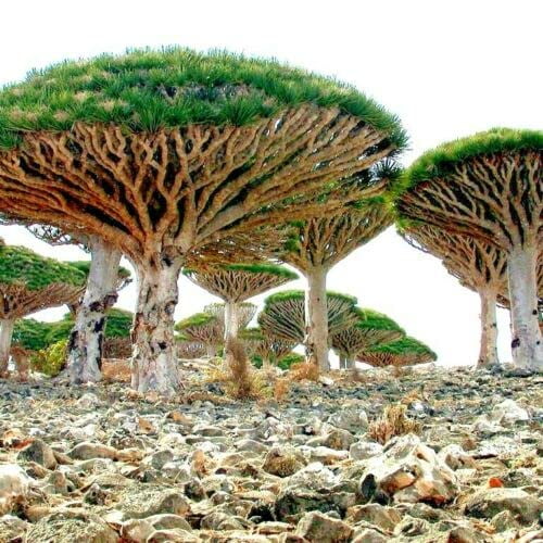 Dragon Tree Seeds to Grow - 10 Seeds - Dracaena Draco Seeds for ...