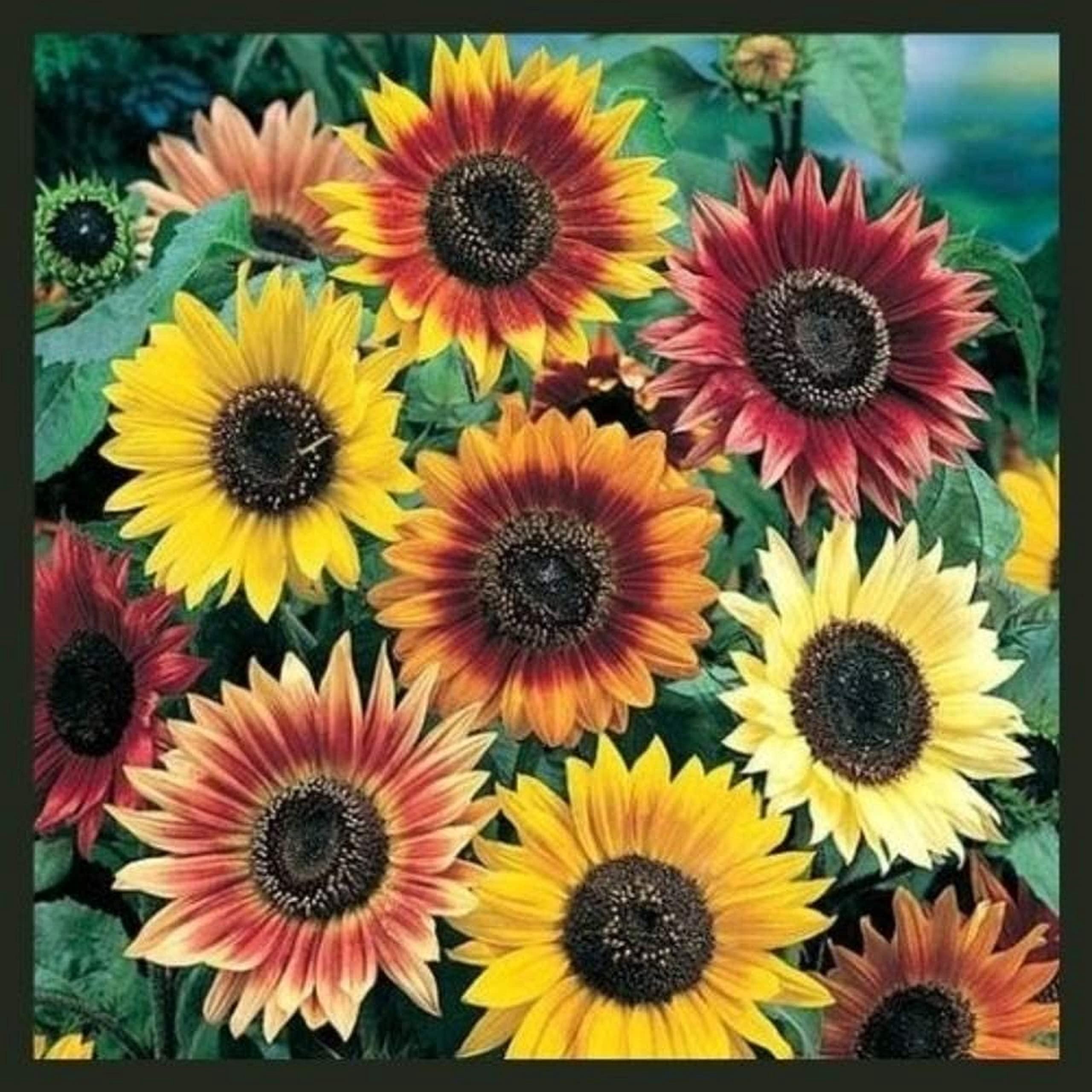 Sunflower Seeds forUMRT Planting - Plant & Grow Autumn Beauty Sunflower ...