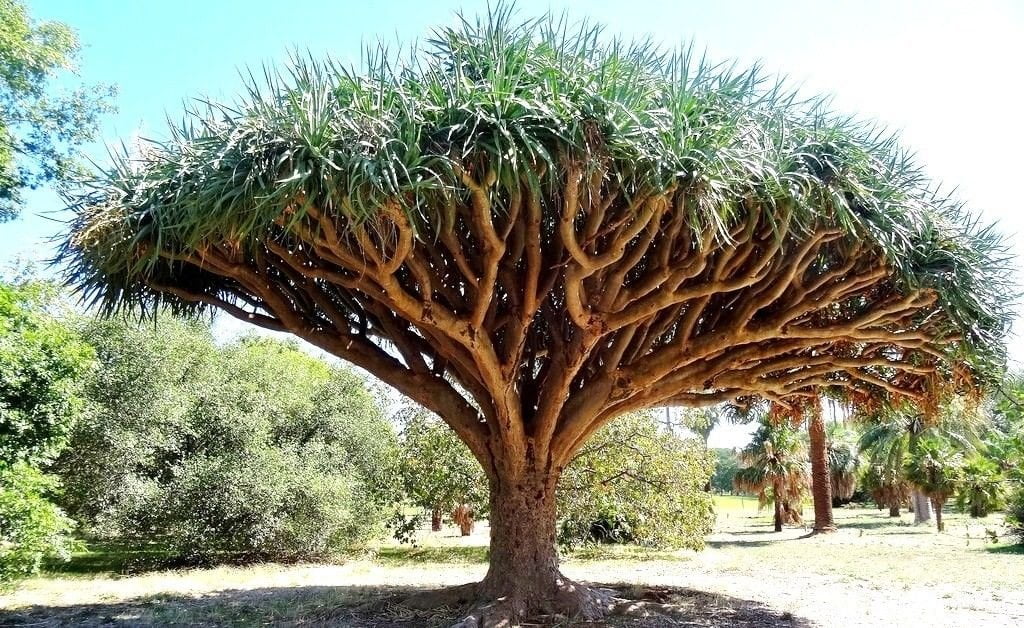 Dragon's Blood Tree, Dracaena draco rare Canary Island palm bonsai seed ...