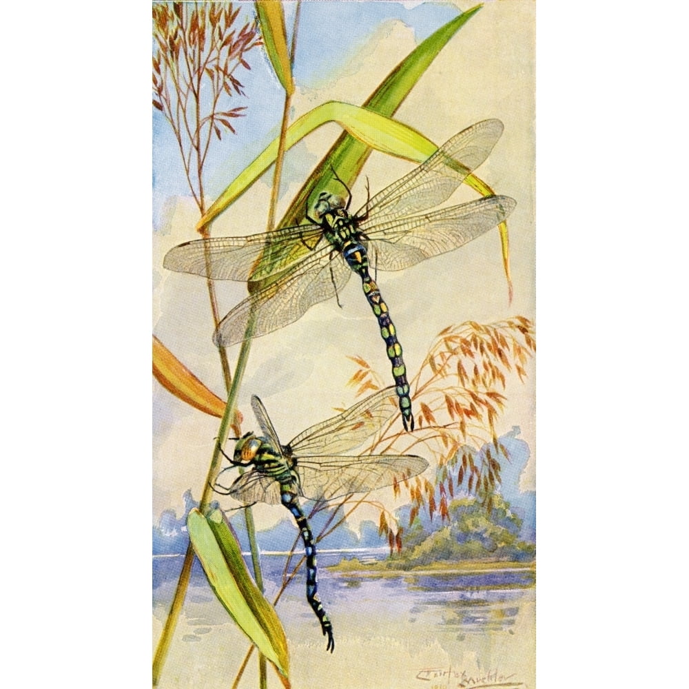 Dragonfly Cordulegaster Annulatus. From Bibby's Annual Published 1910 ...