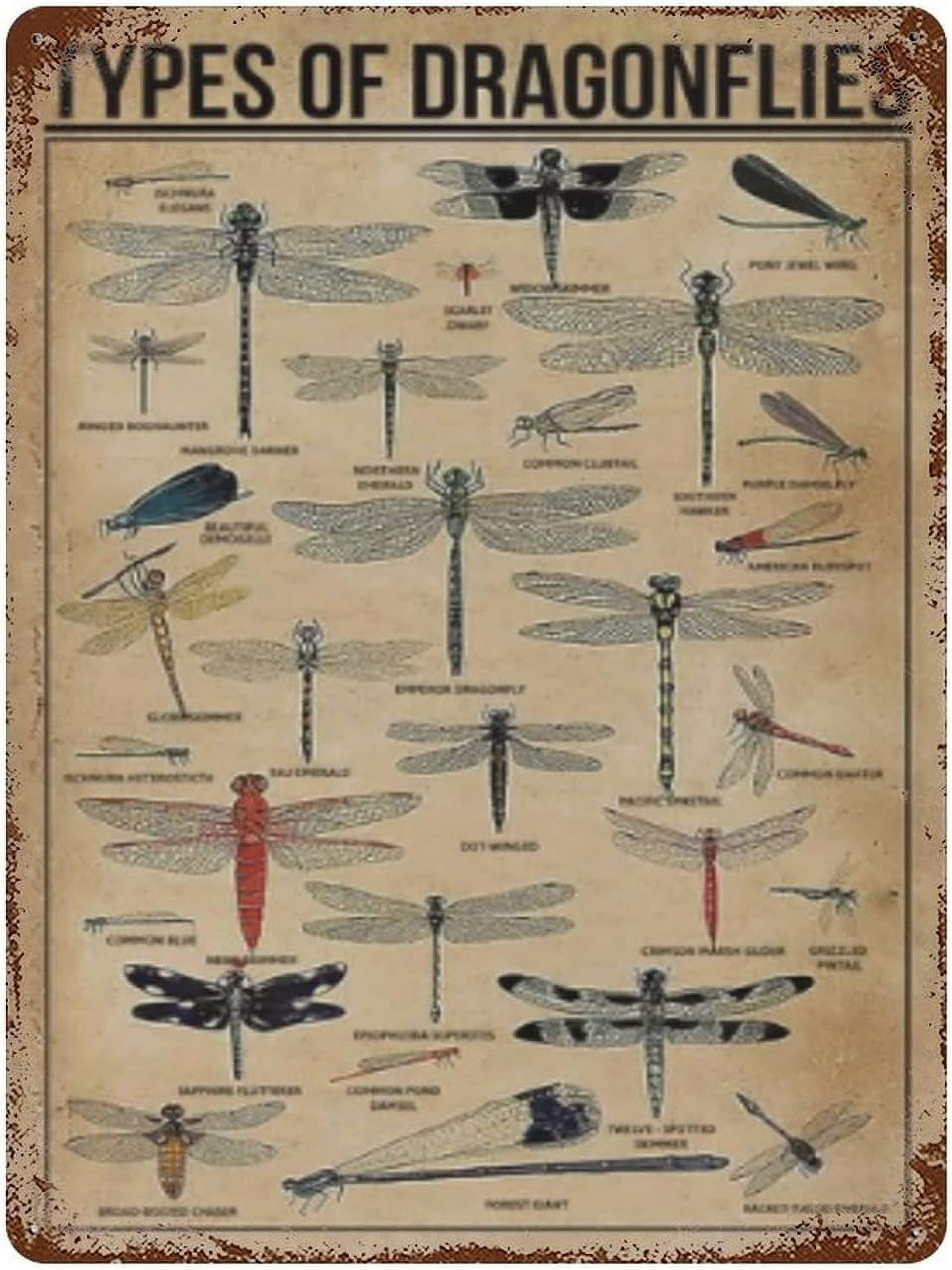 Dragonfly Knowledge Metal Tin Sign Poster, Dragonfly Lover Gift ...