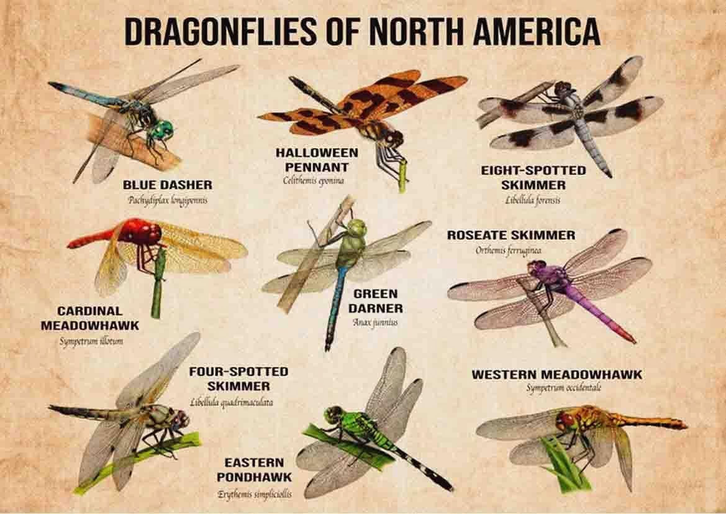 Dragonfly Type Knowledge Metal Signs Dragonflies Of North America Tin ...