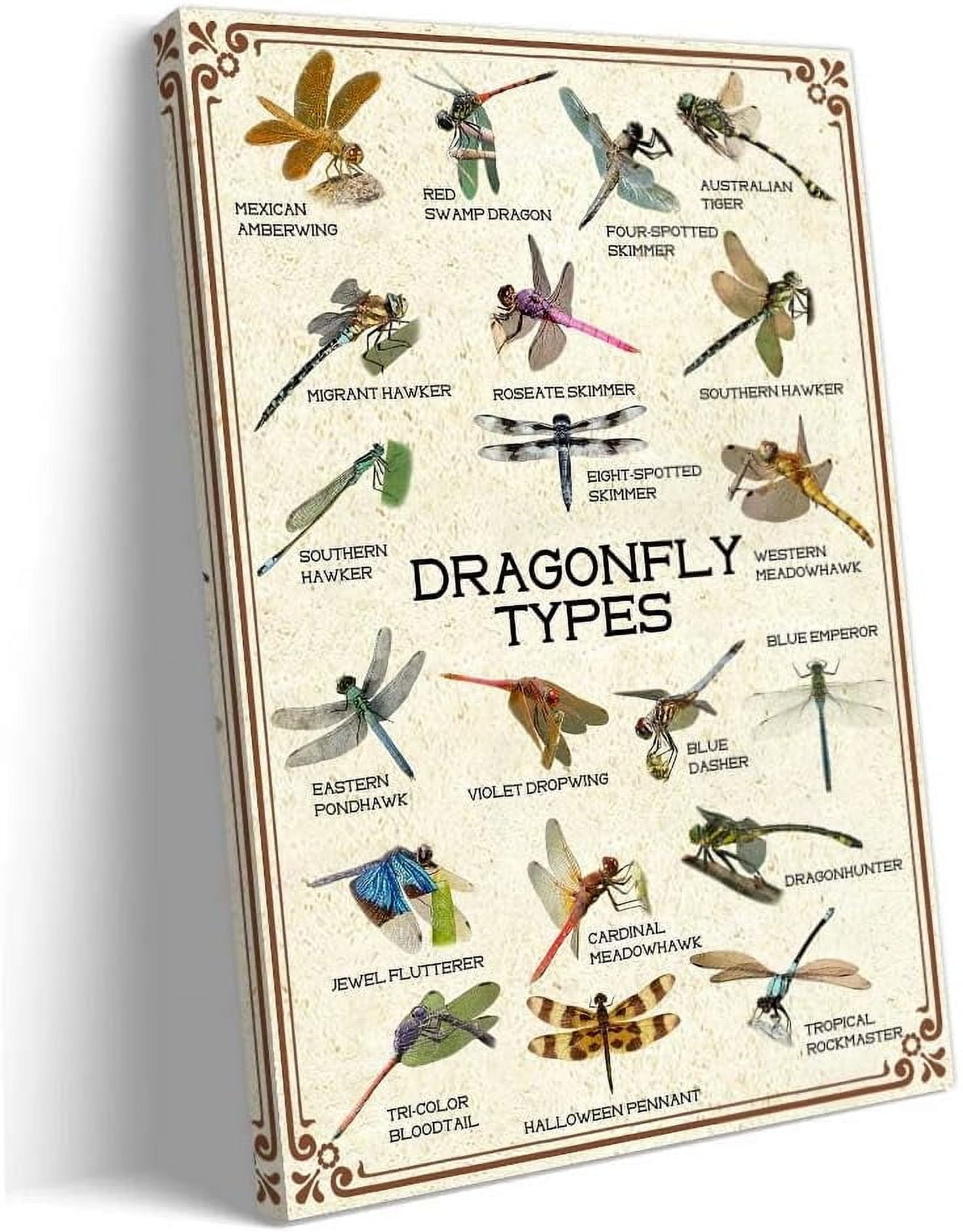 Dragonfly Wall Art Framed Vintage Insect Poster Dragonfly Types ...