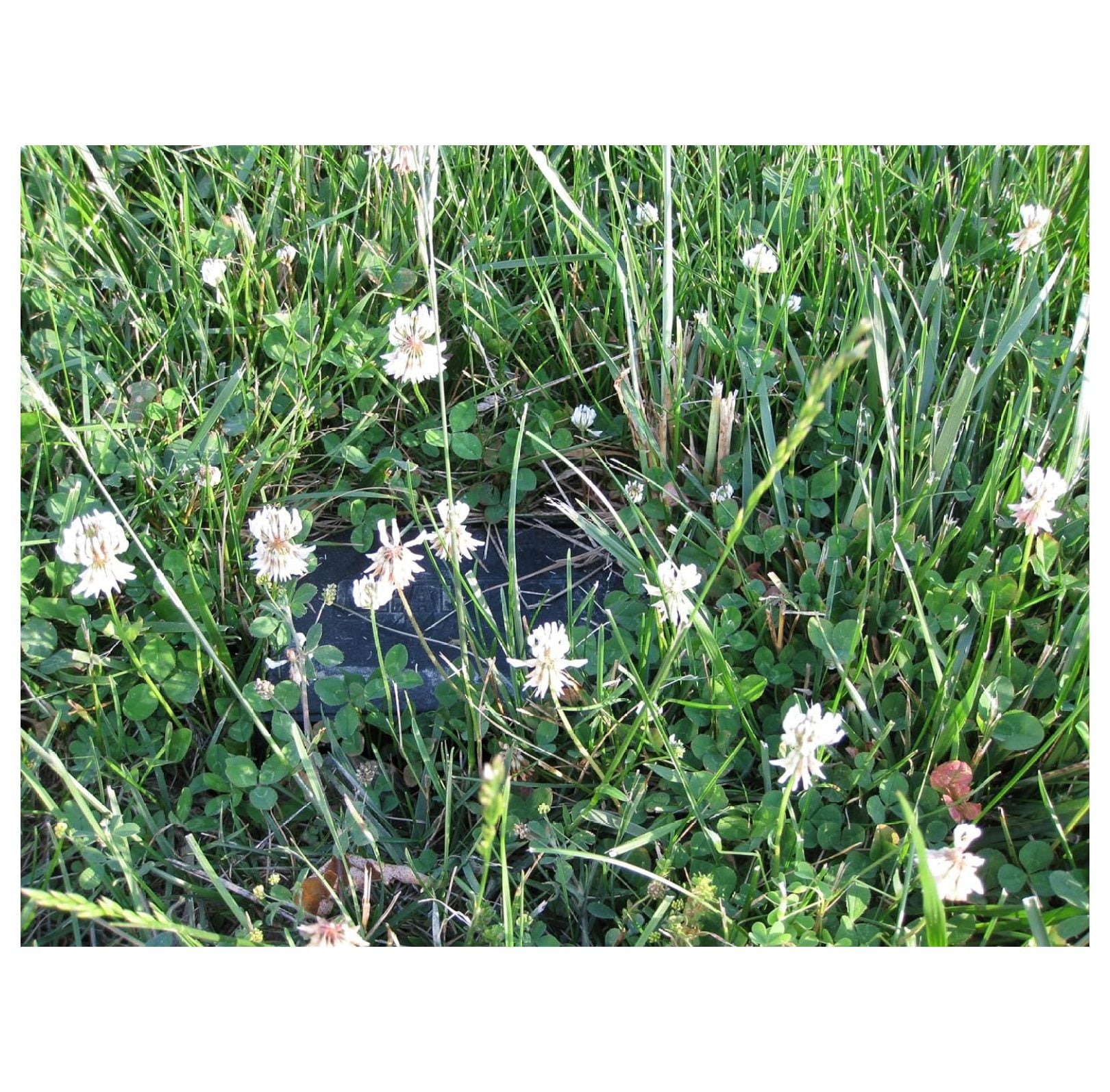 DrainBox for creating a termination point for underground 4 inch drain ...