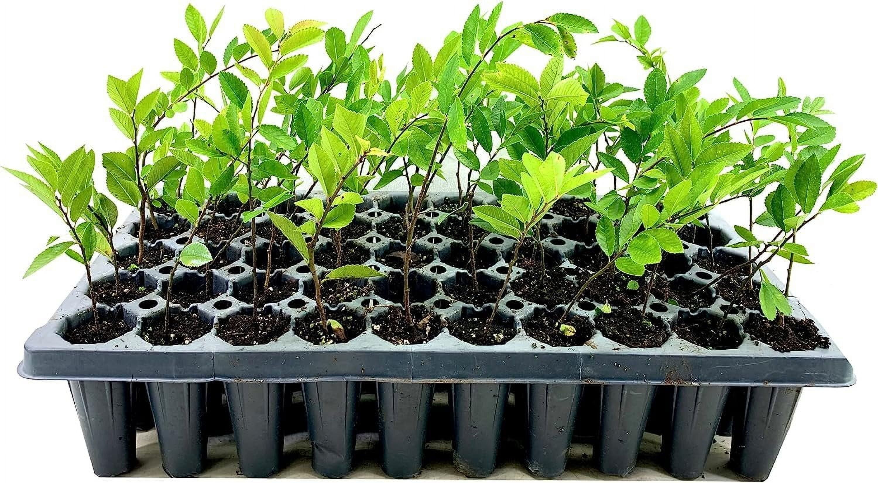 Drake Chinese Elm Tree 10 Live Plants Lacebark Elm Ulmus Parvifolia ...