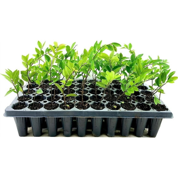 Chinese Lacebark Elm