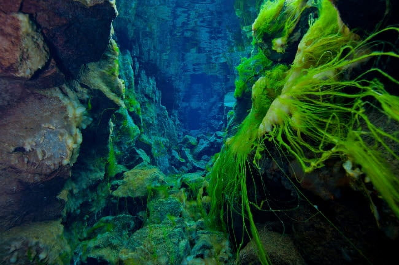 Dramatic fluorescent green algae strands on volcanic rocks, Silfra ...