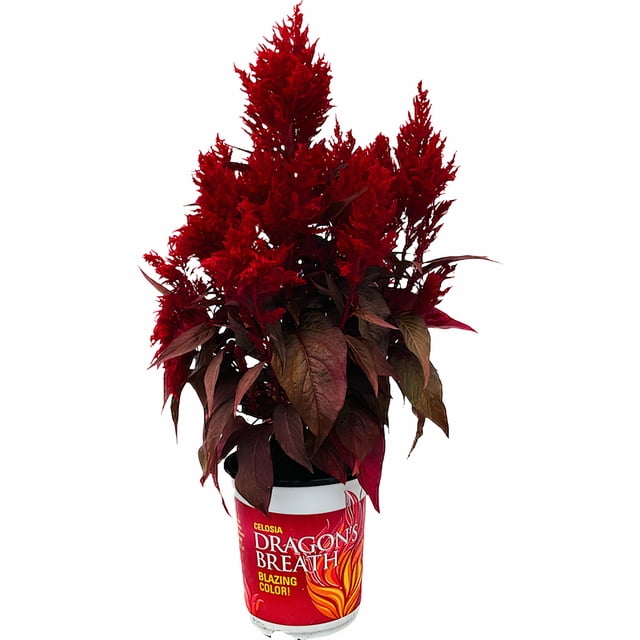 Drangons Breath 2Qt Celosia Dragons Breath Growers Live Plant Pot Full ...