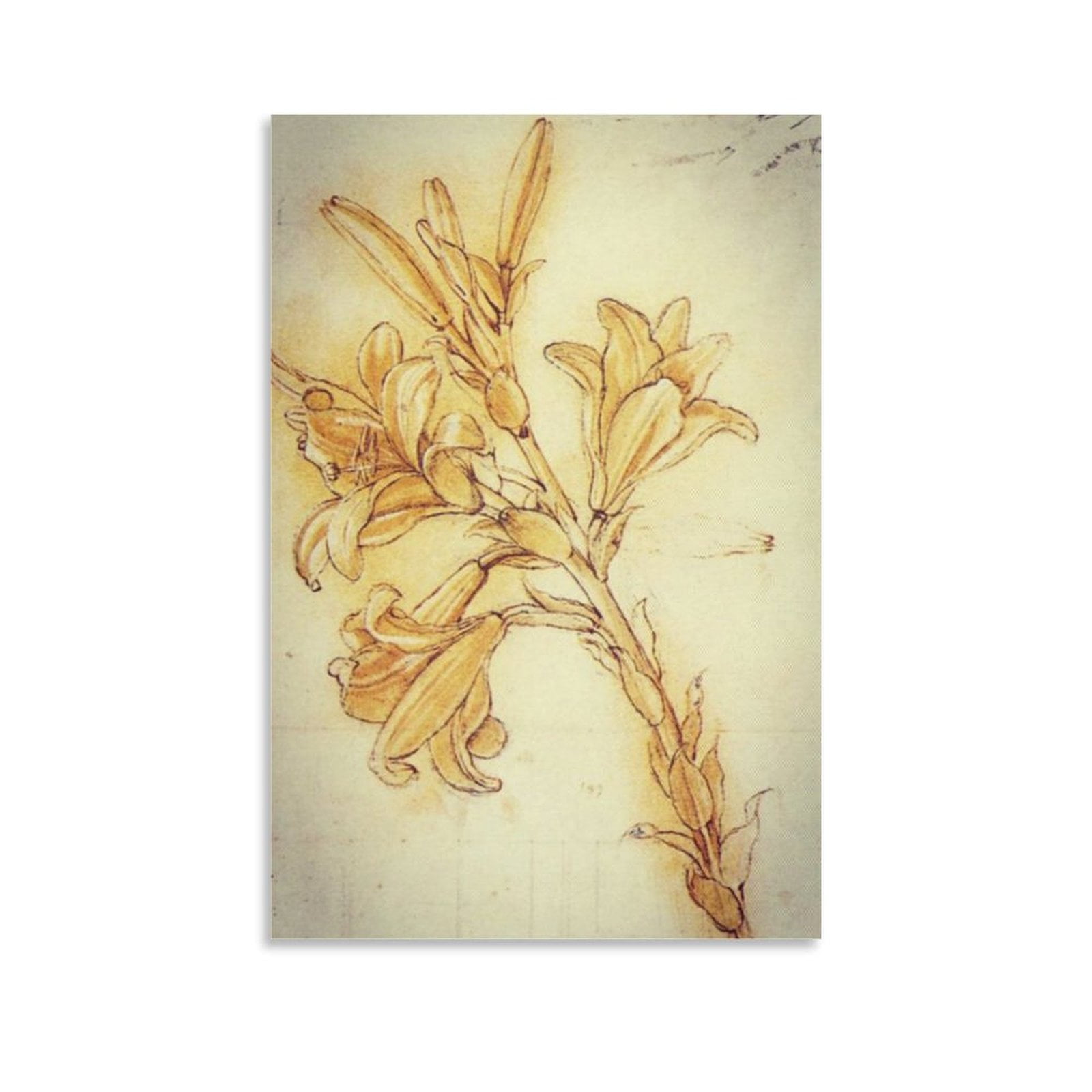 Drawing of Lilies, for An Annunciation by Leonardo Da Vinci Posters Art ...