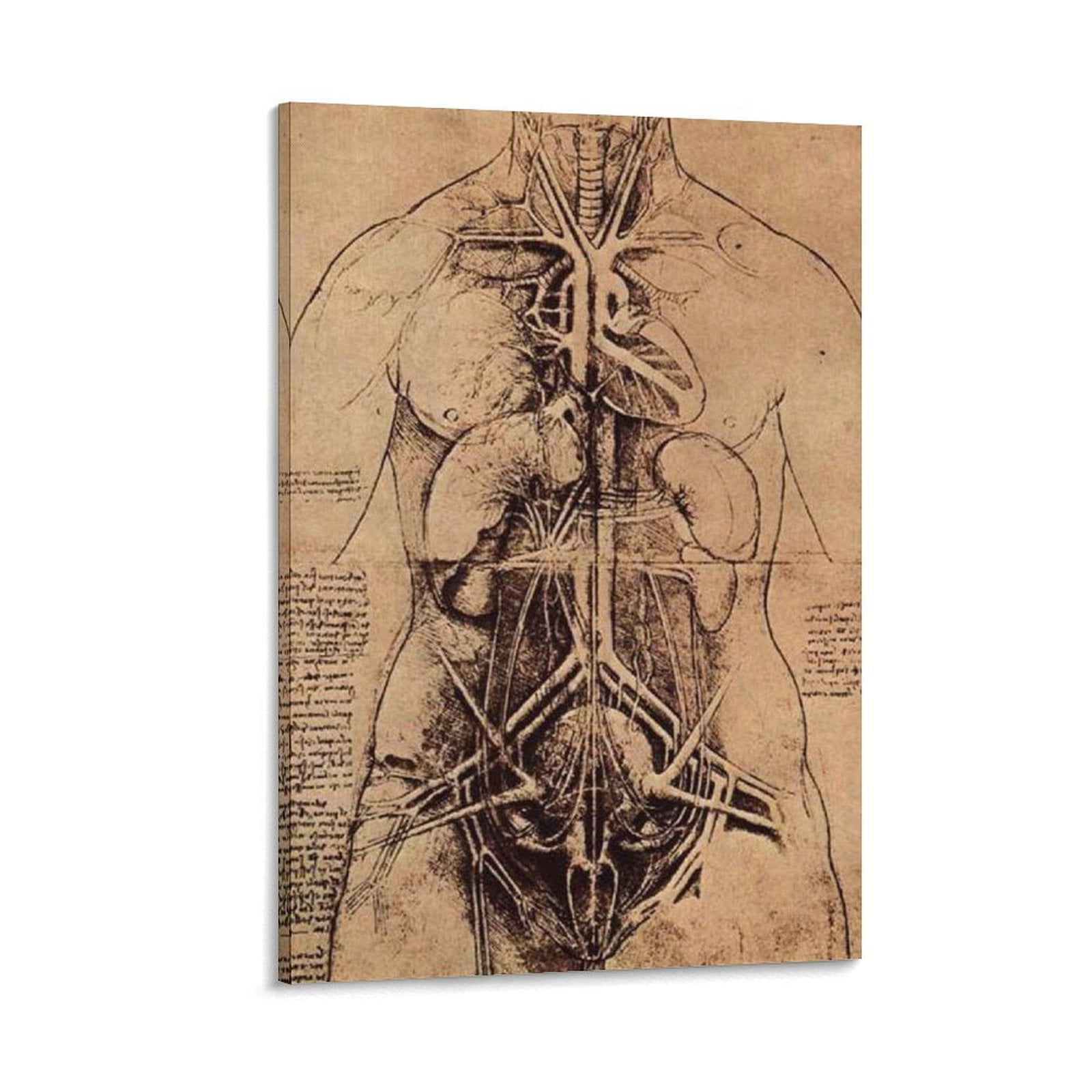Drawing of A Woman's Torso by Leonardo Da Vinci Posters Art Poster ...