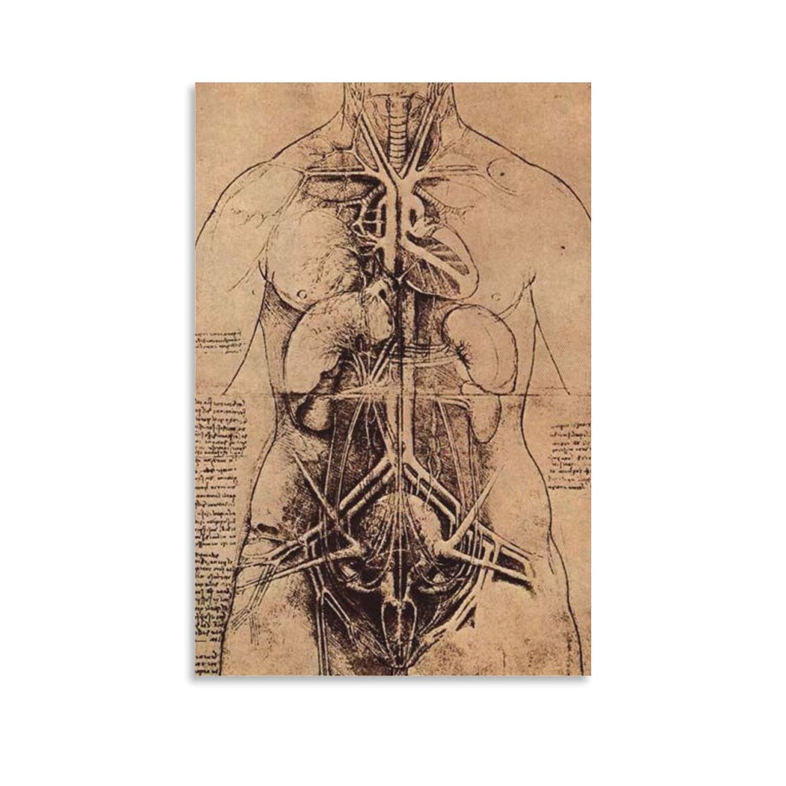 Drawing of A Woman's Torso by Leonardo Da Vinci Posters Art Poster ...