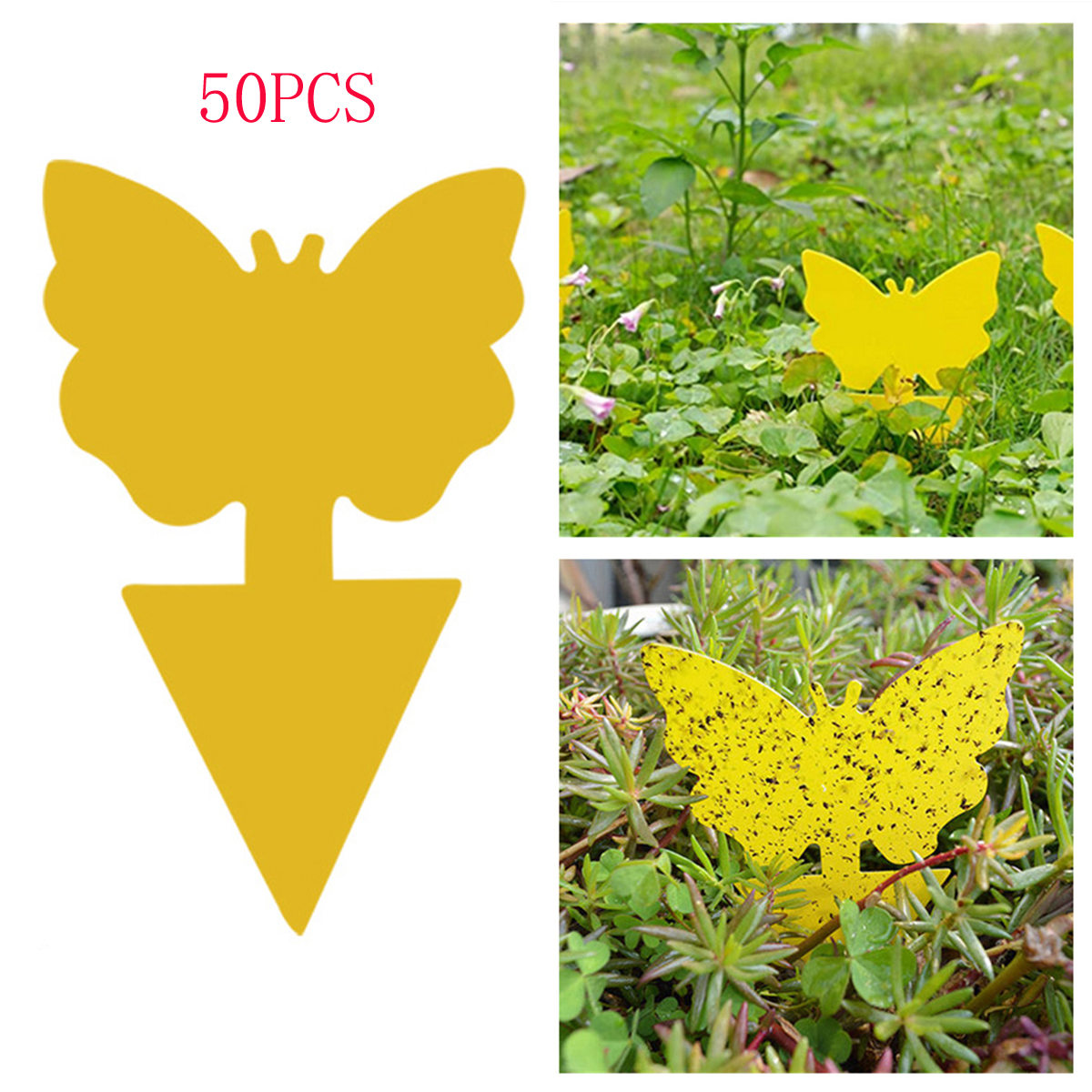 Dream Lifestyle 50 PCS Sticky Fruit Fly Traps and Fungus Gnat Trap ...