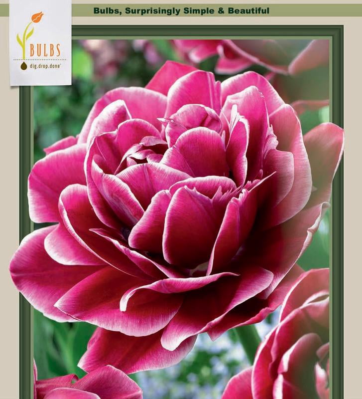 Dream Touch Double Late Tulip 6 Bulbs - 12/+ cm Bulbs - Walmart.com